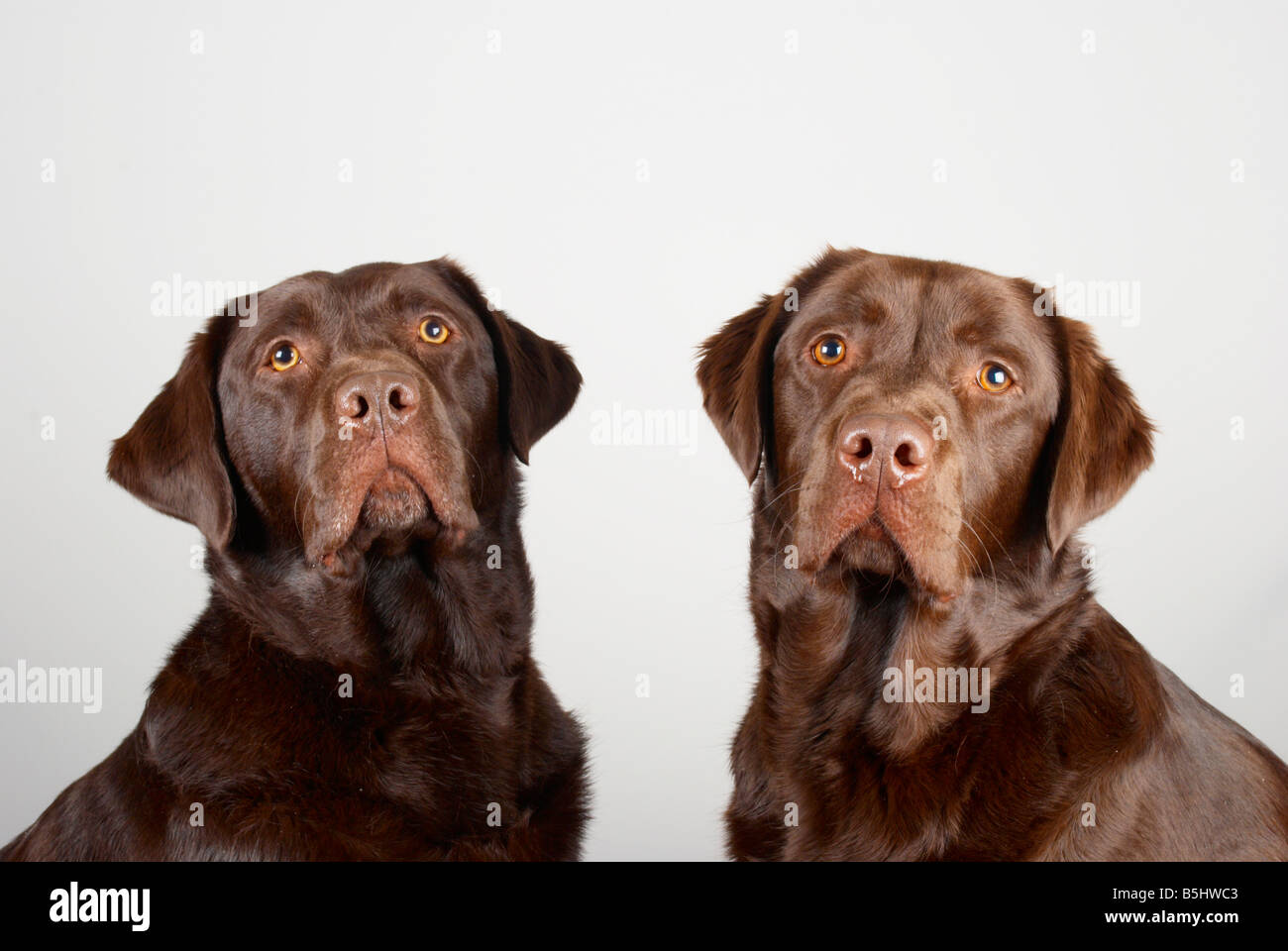 smooth haired chocolate labrador retrievers in front of a grey / off ...
