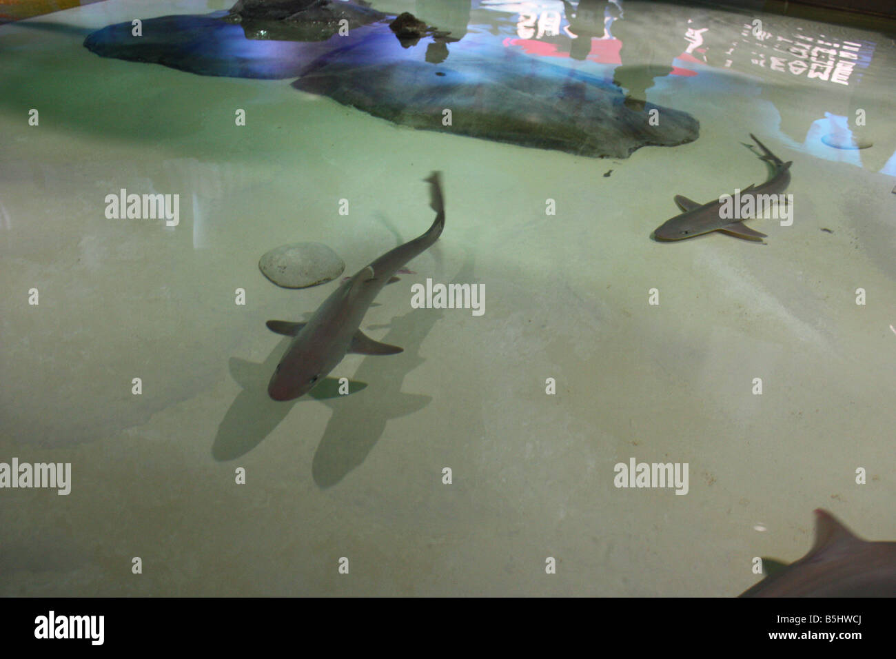 Shark touch tank- Indianapolis Zoo Stock Photo - Alamy