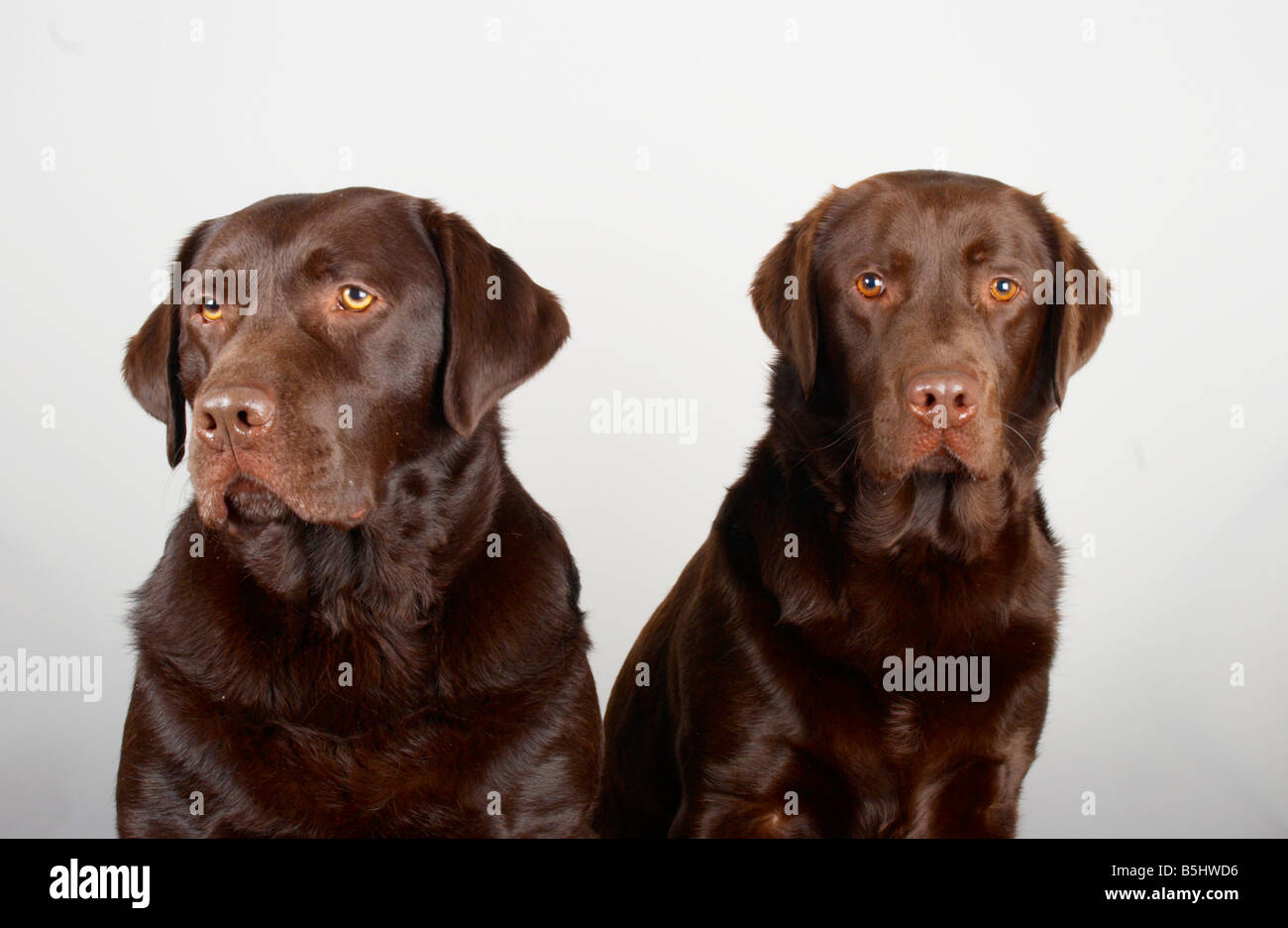 smooth haired chocolate labrador retrievers Stock Photo - Alamy