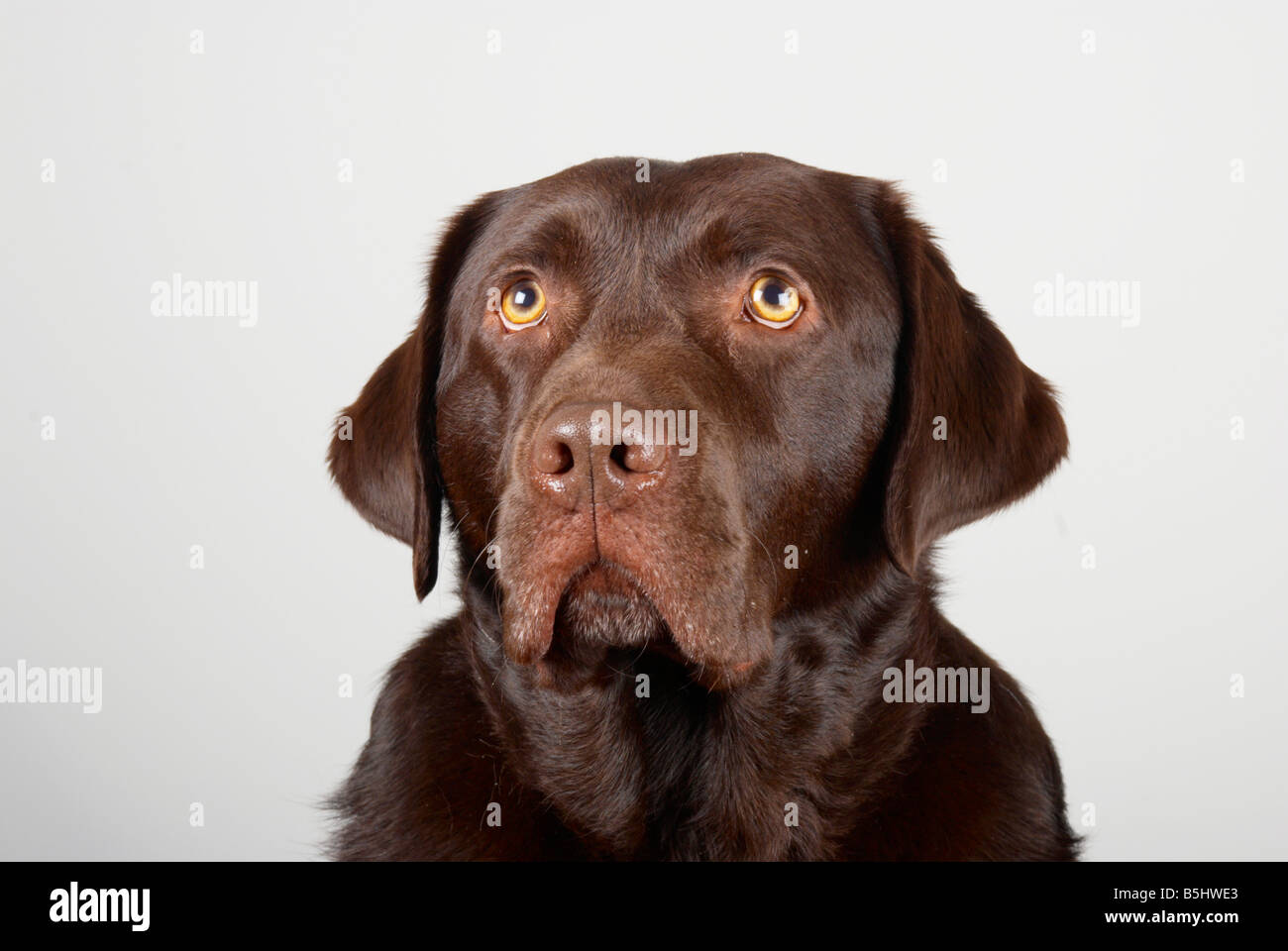 smooth haired chocolate labrador retriever Stock Photo - Alamy
