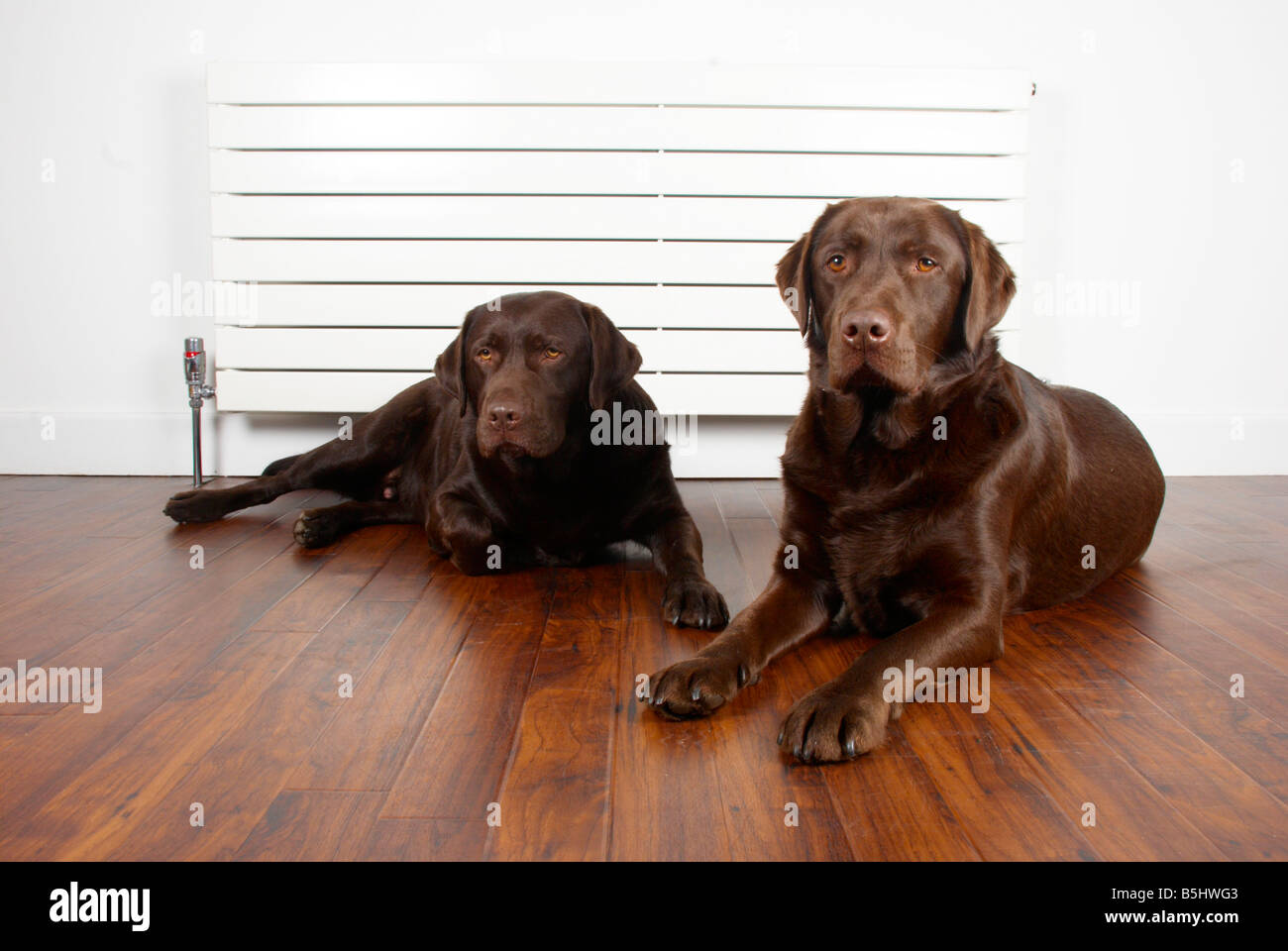 smooth haired chocolate labrador retrievers in front of a radiator ...
