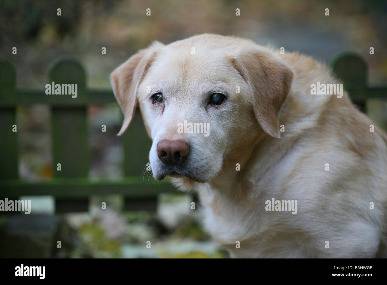 Portrait of a Fourteen year old Labrador Retriever sitting in a English ...
