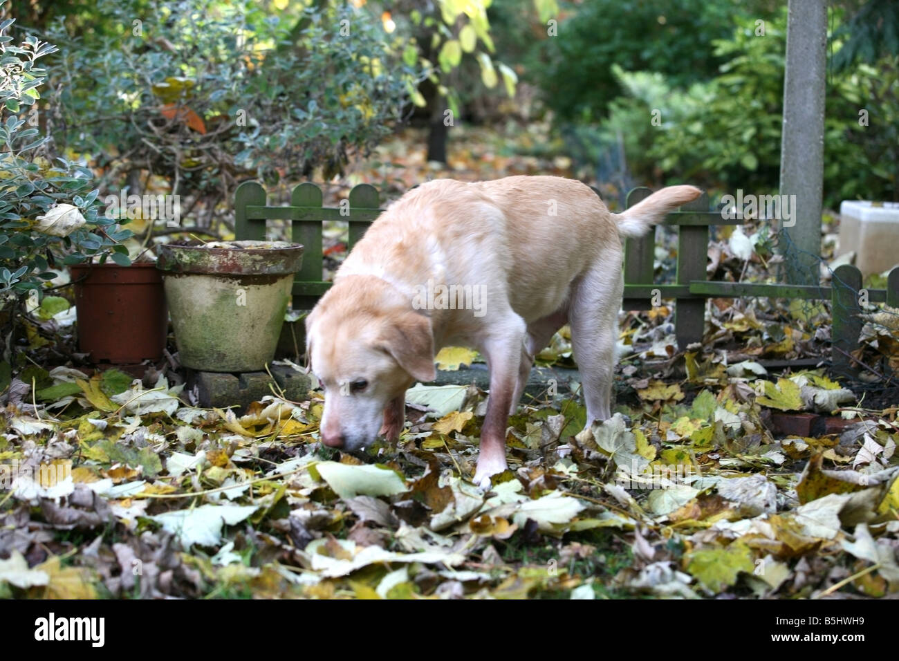 Senior yellow labrador retriever hi-res stock photography and images ...
