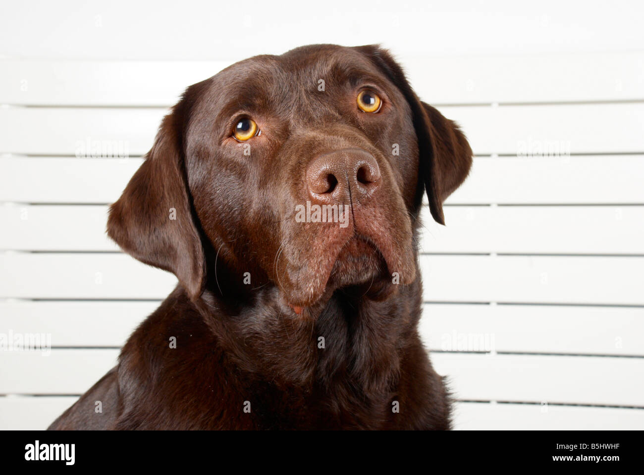 Male Chocolate Lab High Resolution Stock Photography and Images - Alamy
