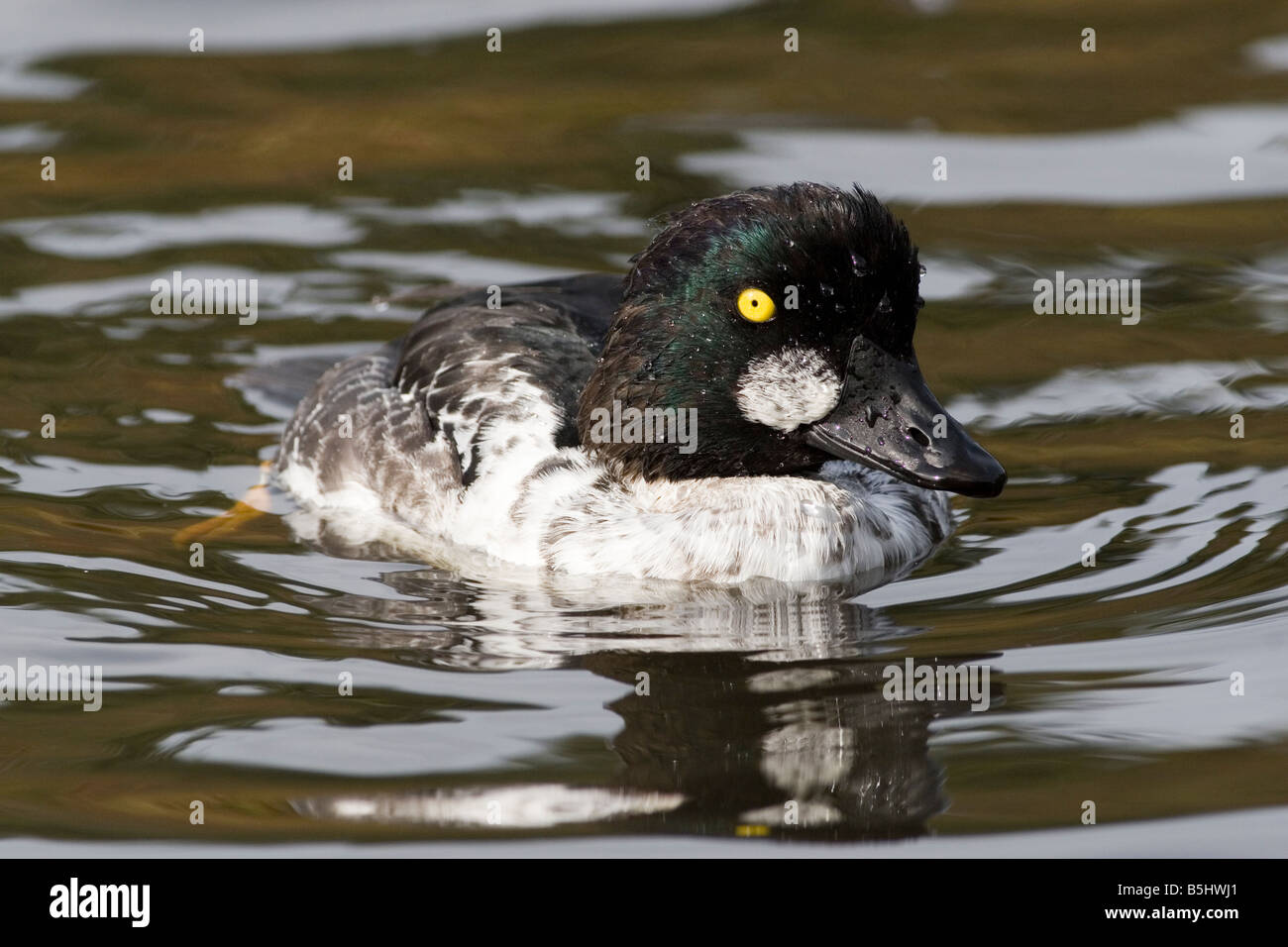 Pato olho douro hi-res stock photography and images - Alamy