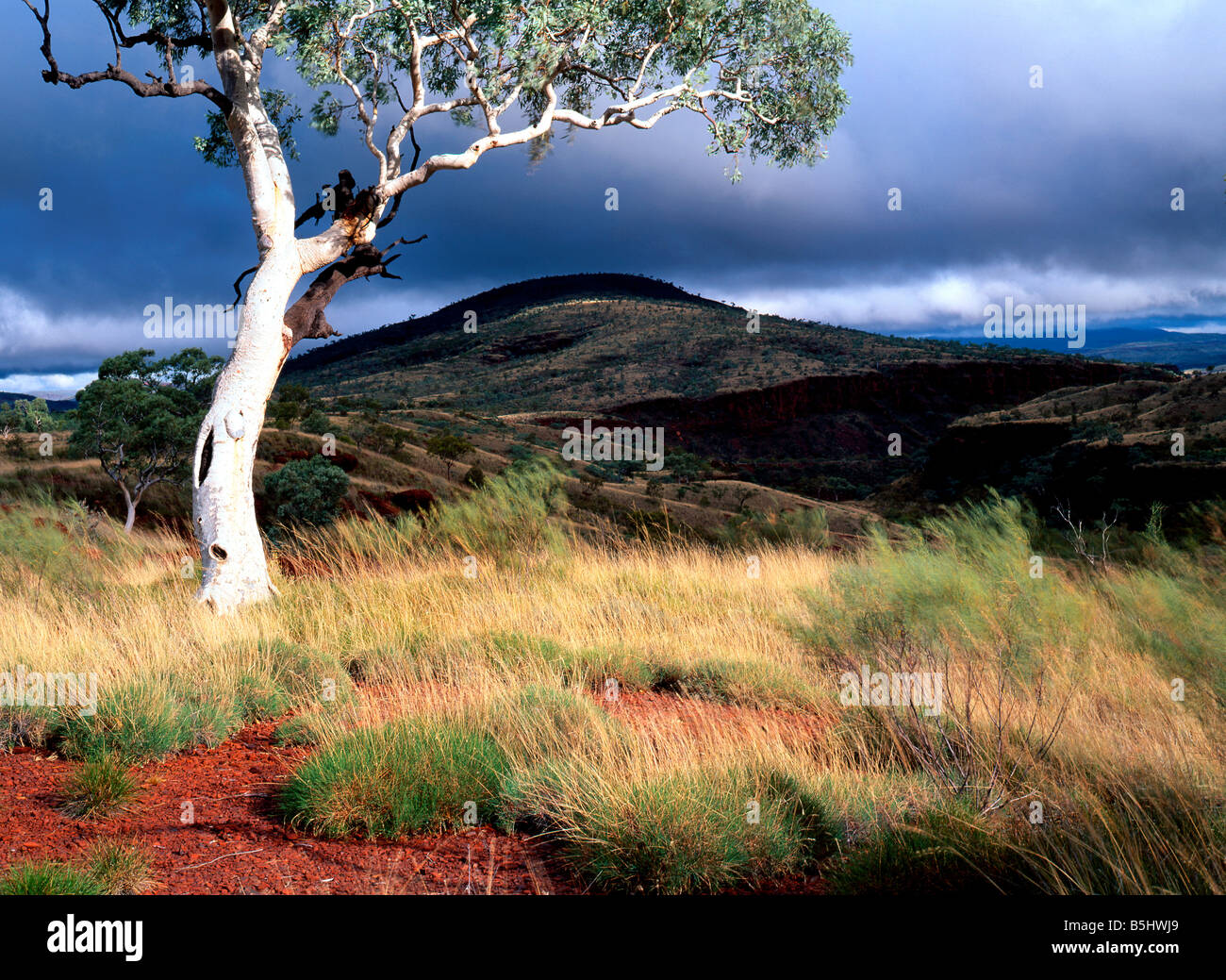 Eucalyptus Gum Tree, Pilbara, Northwest Australia Stock Photo - Alamy