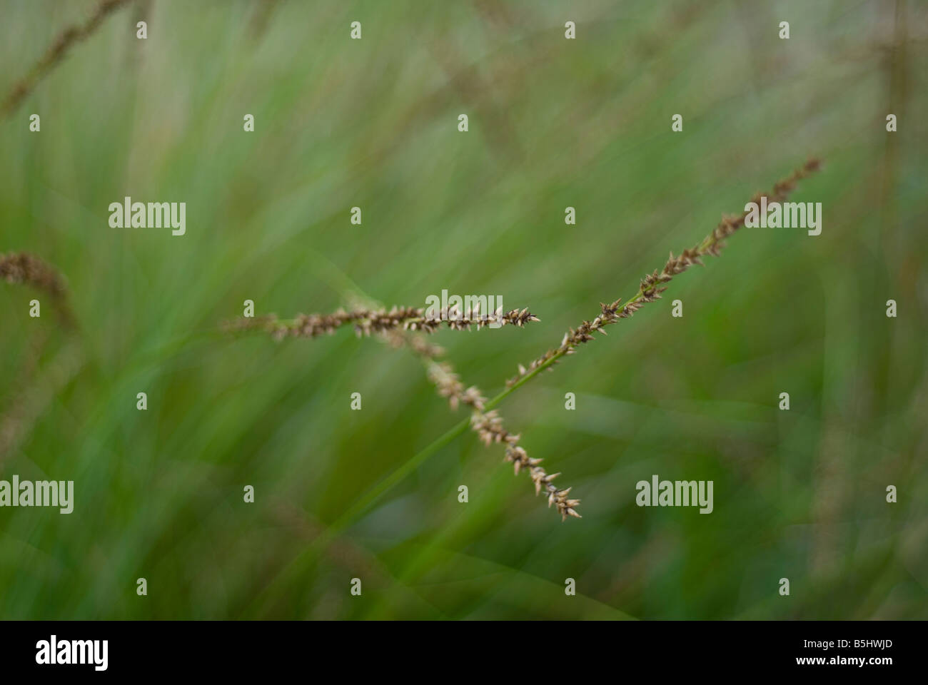 Wild swamp grass seeds hi-res stock photography and images - Alamy
