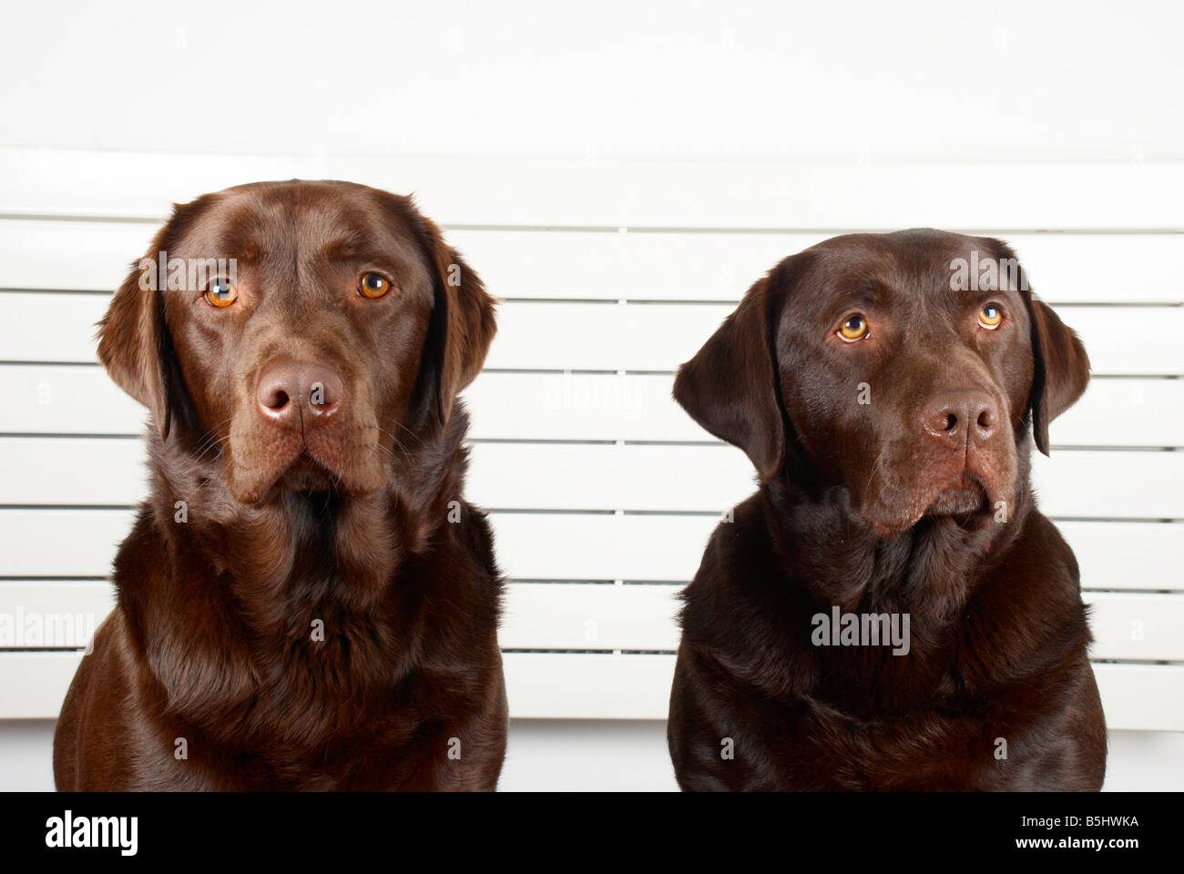 smooth haired chocolate labrador retrievers in front of a radiator ...