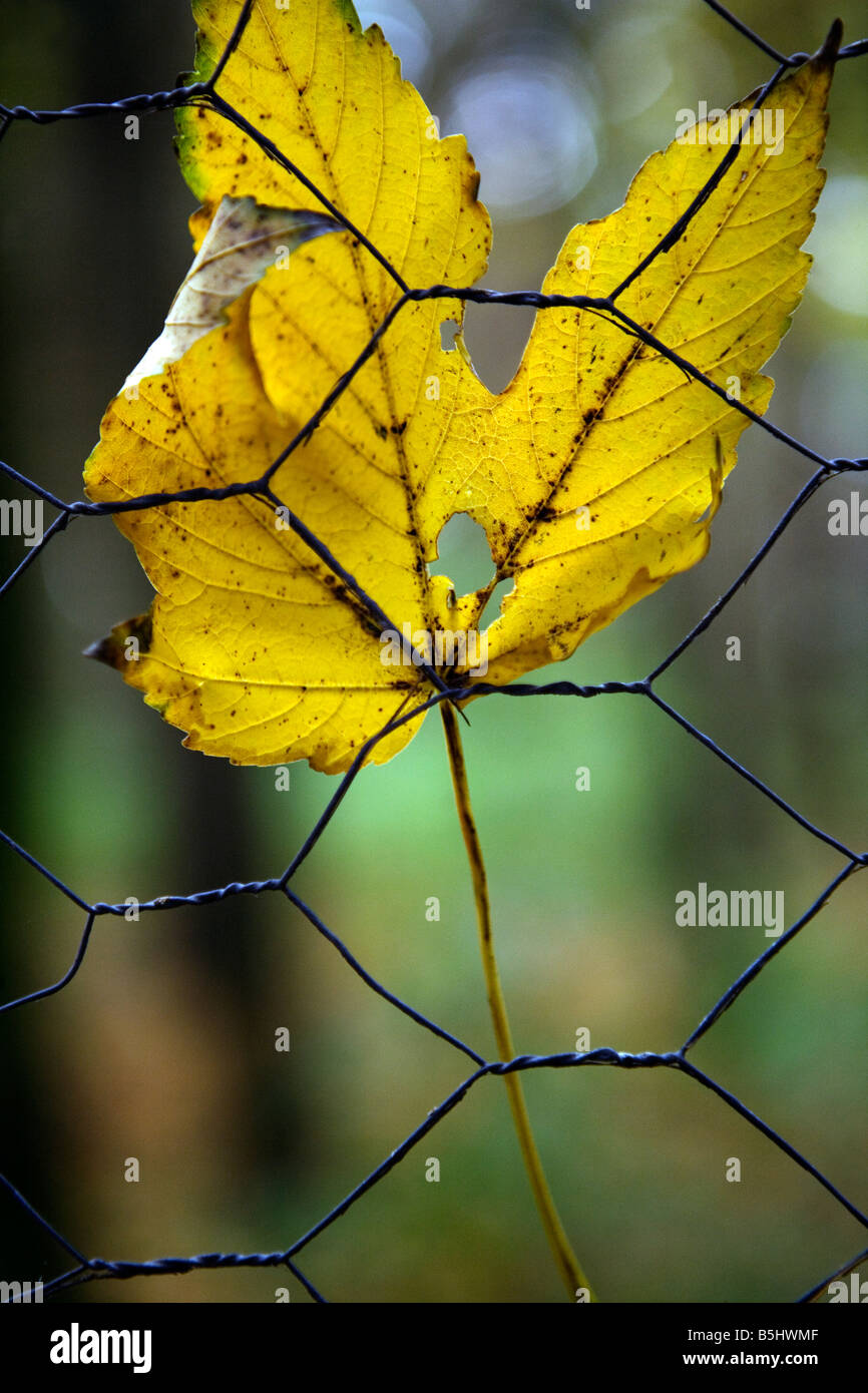 Colours of autumn: a single leaf caught on a chain-mail fence Stock ...