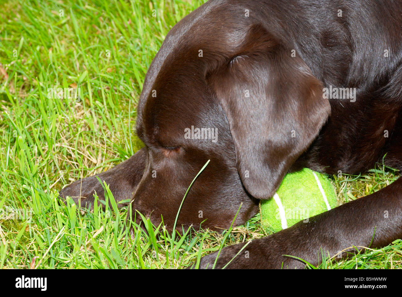 smooth haired chocolate labrador retriever playing with a tennis ball ...