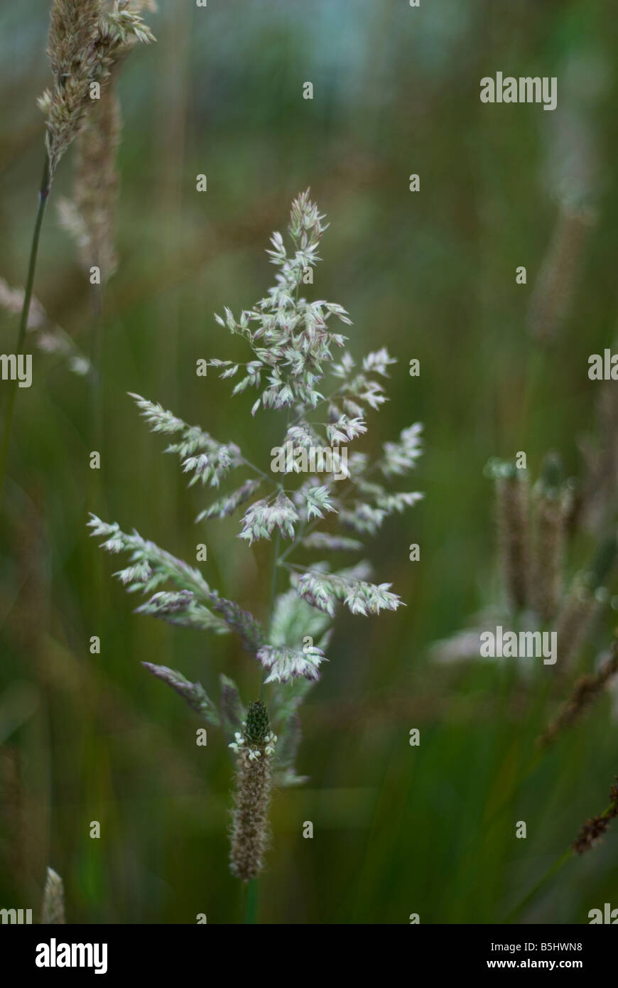 wild grass seeds Stock Photo - Alamy