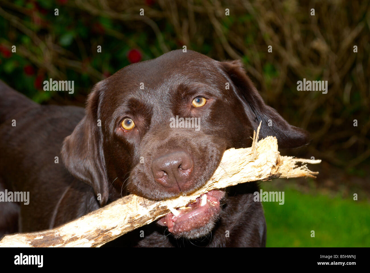 Labrador carrying stick hi-res stock photography and images - Alamy