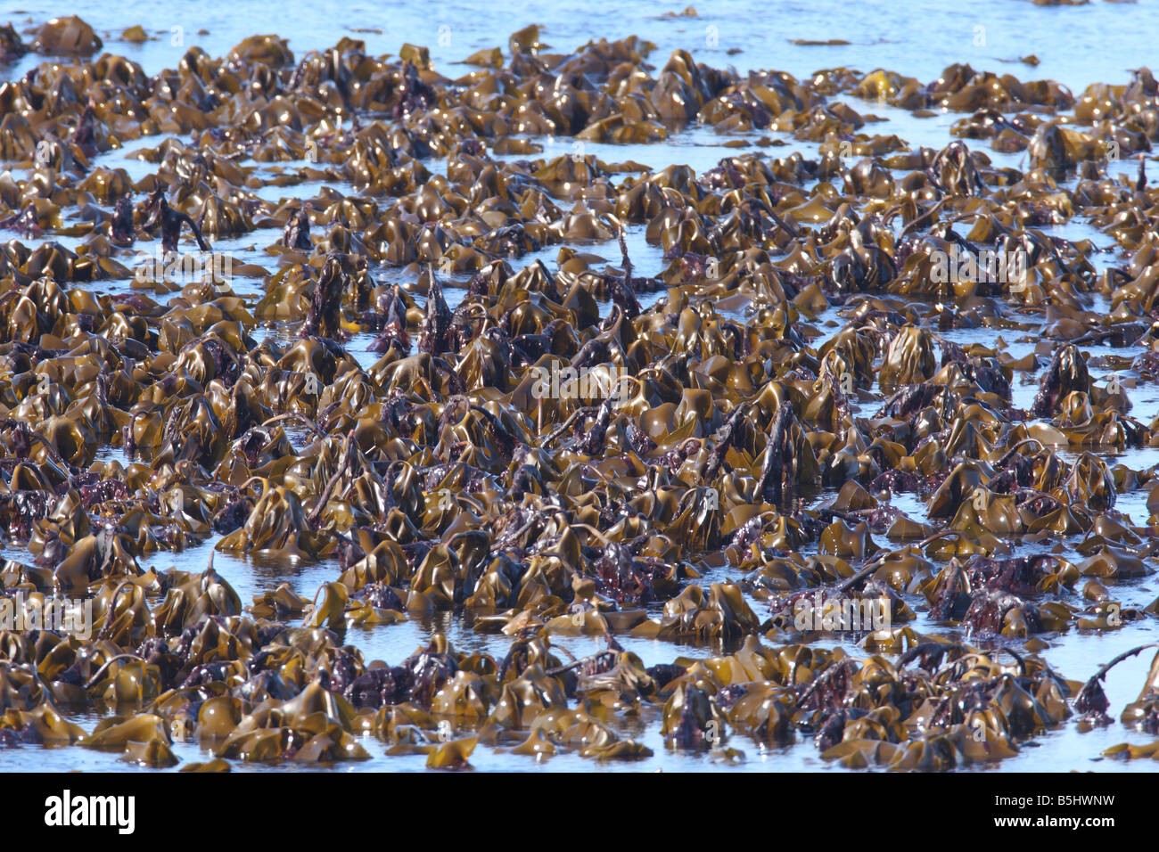 SEAWEED FLOATING ON SEA Stock Photo - Alamy