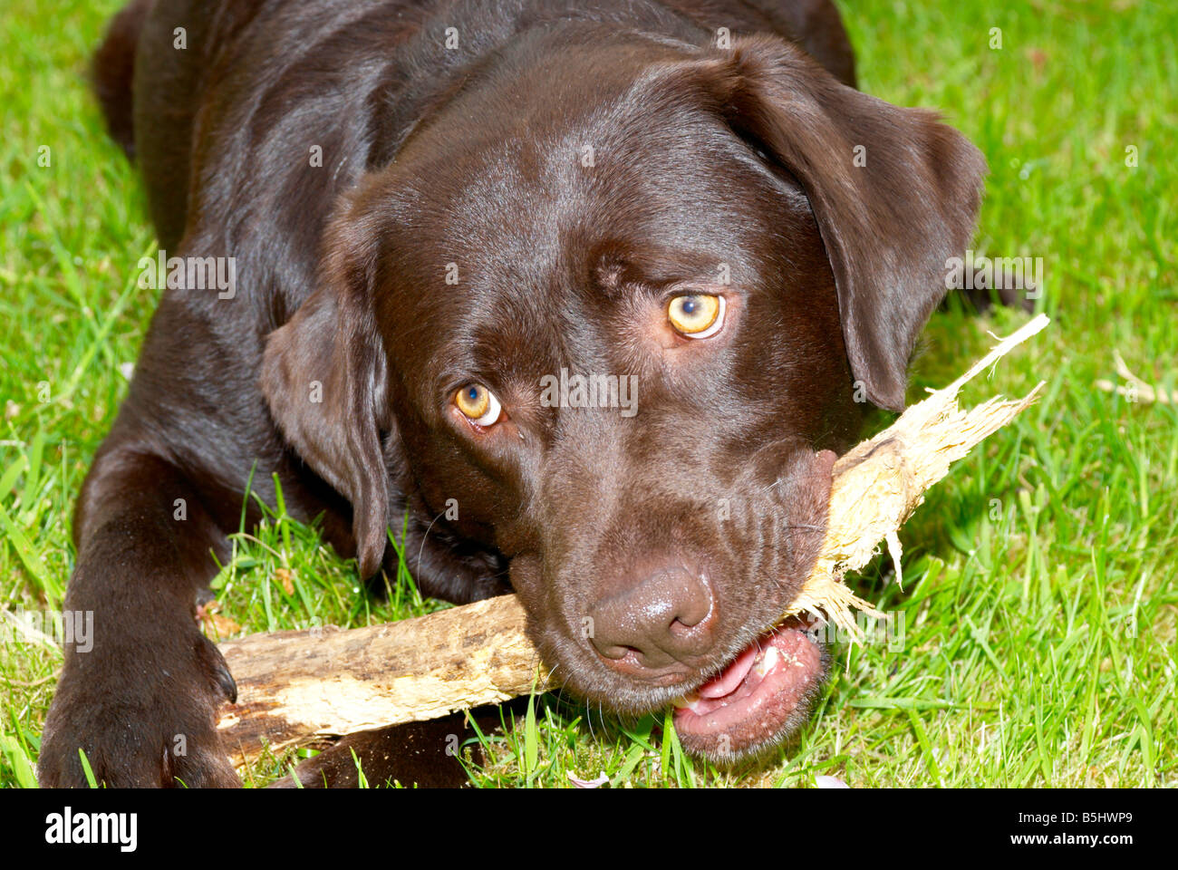 Chewing gun hi-res stock photography and images - Alamy