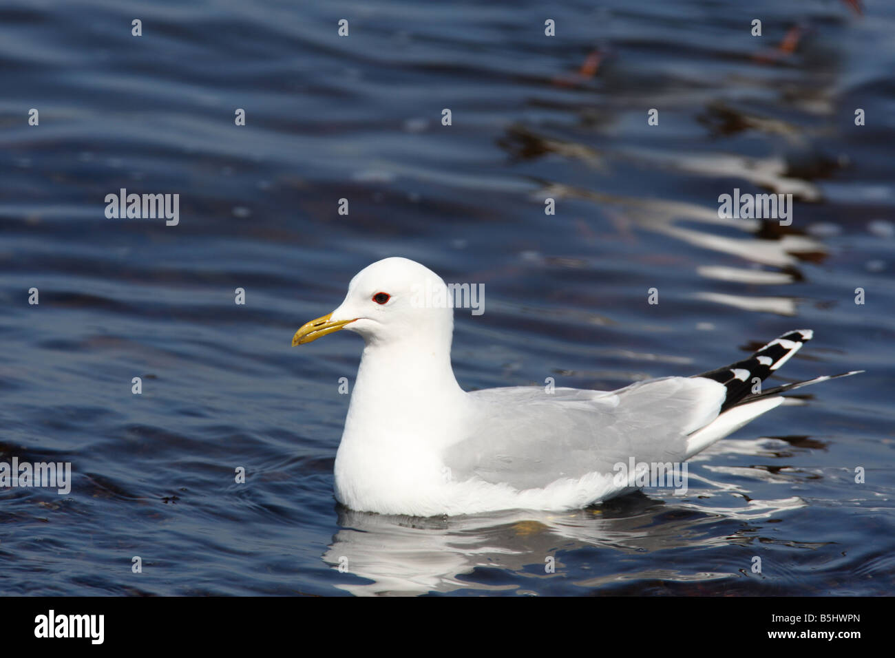 COMMON GULL Larus canis SWIMMING IN SEA SIDE VIEW Stock Photo - Alamy