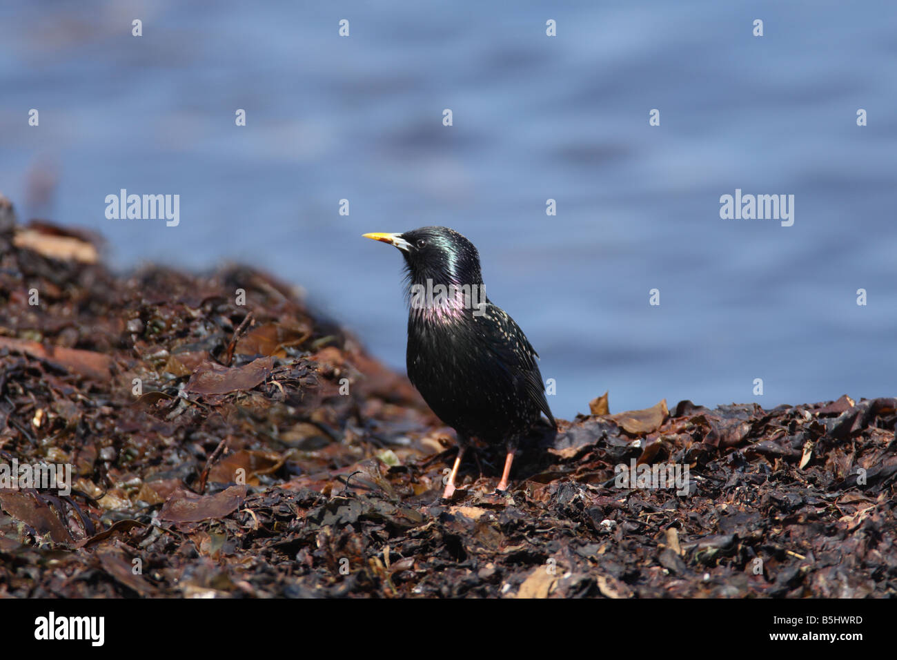 STARLING Sternus vulgaris FEEDING ON SEASHORE FRONT VIEW Stock Photo ...