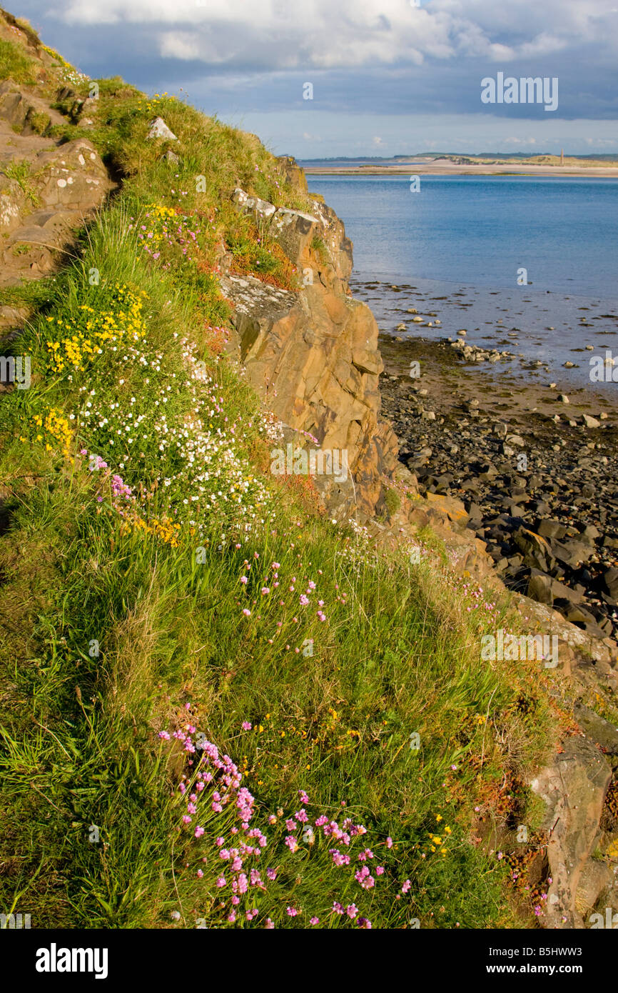 Cliff flowers hi-res stock photography and images - Alamy