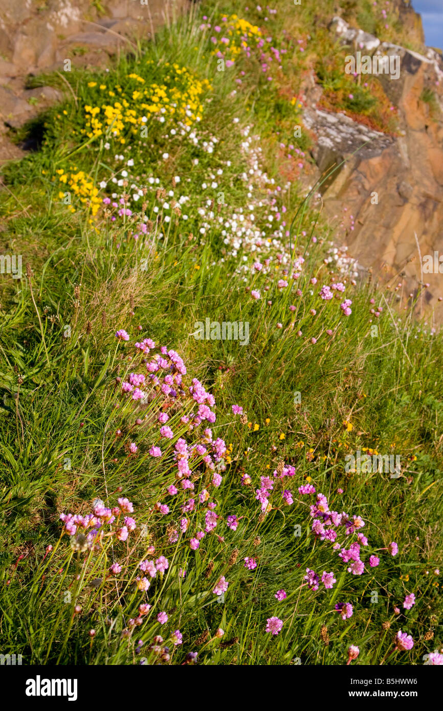 Cliff flowers hi-res stock photography and images - Alamy