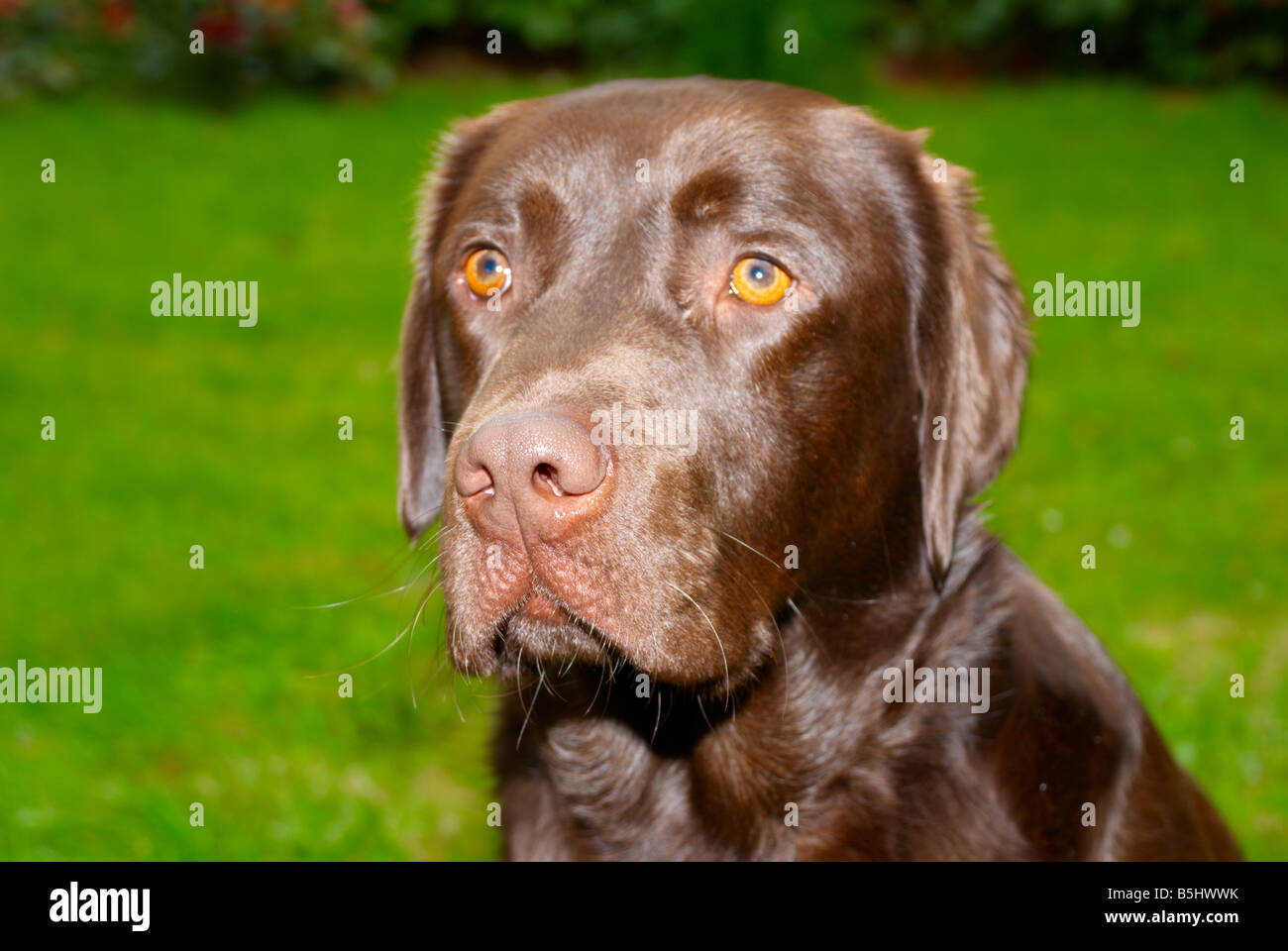 Are Yellow Labrador Shiny Coat