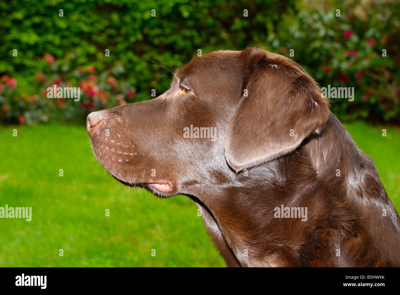 smooth haired chocolate labrador retriever in the park / garden Stock ...