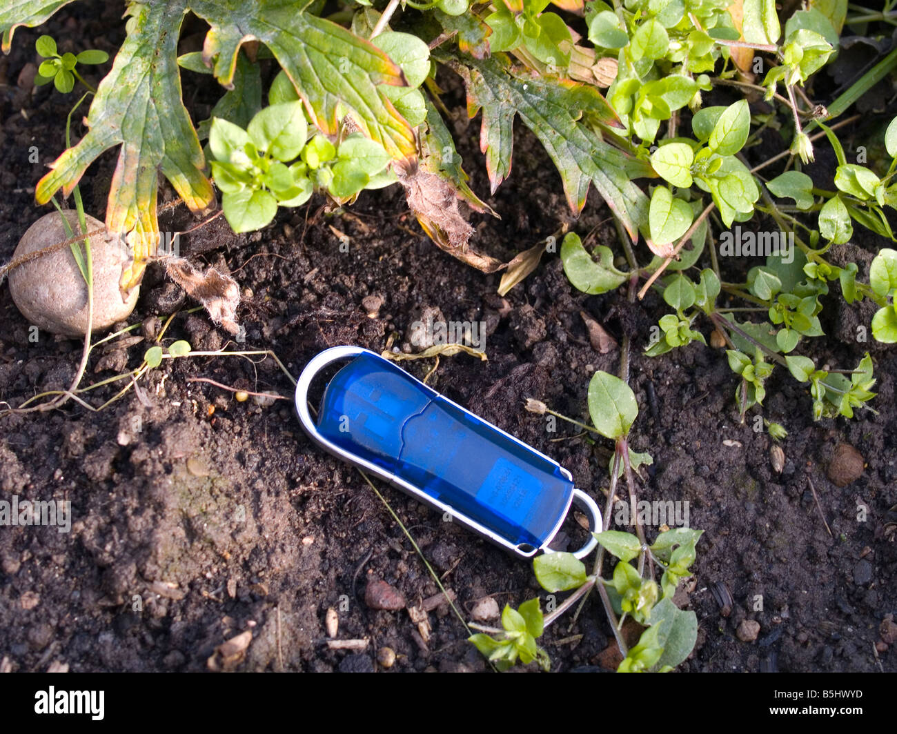 A digital computer memory stick lost in a flower bed Stock Photo - Alamy