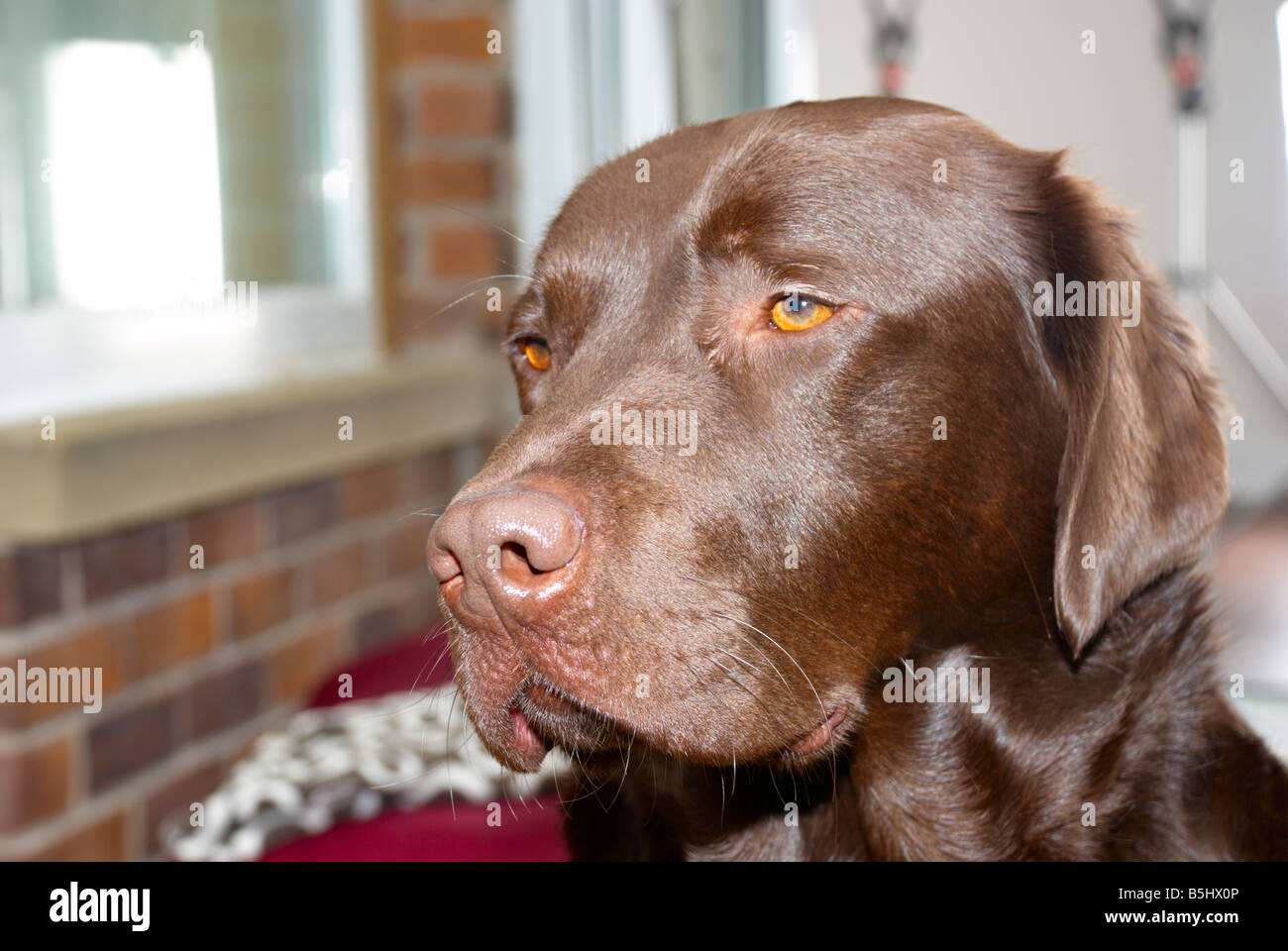 smooth haired chocolate labrador retriever Stock Photo - Alamy