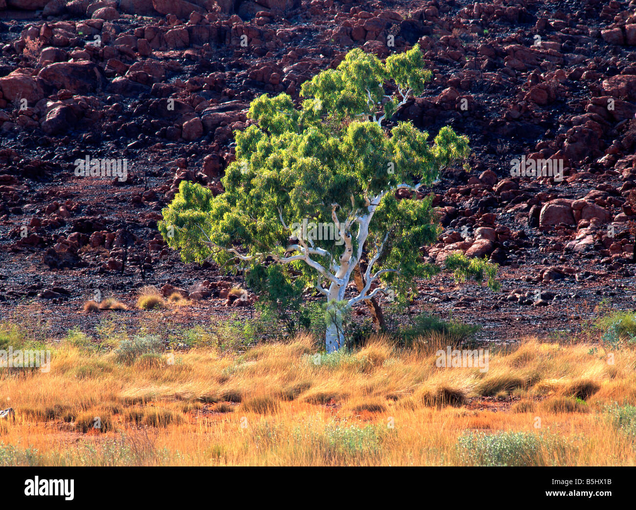 Eucalyptus Gum Tree, Pilbara, Northwest Australia Stock Photo - Alamy