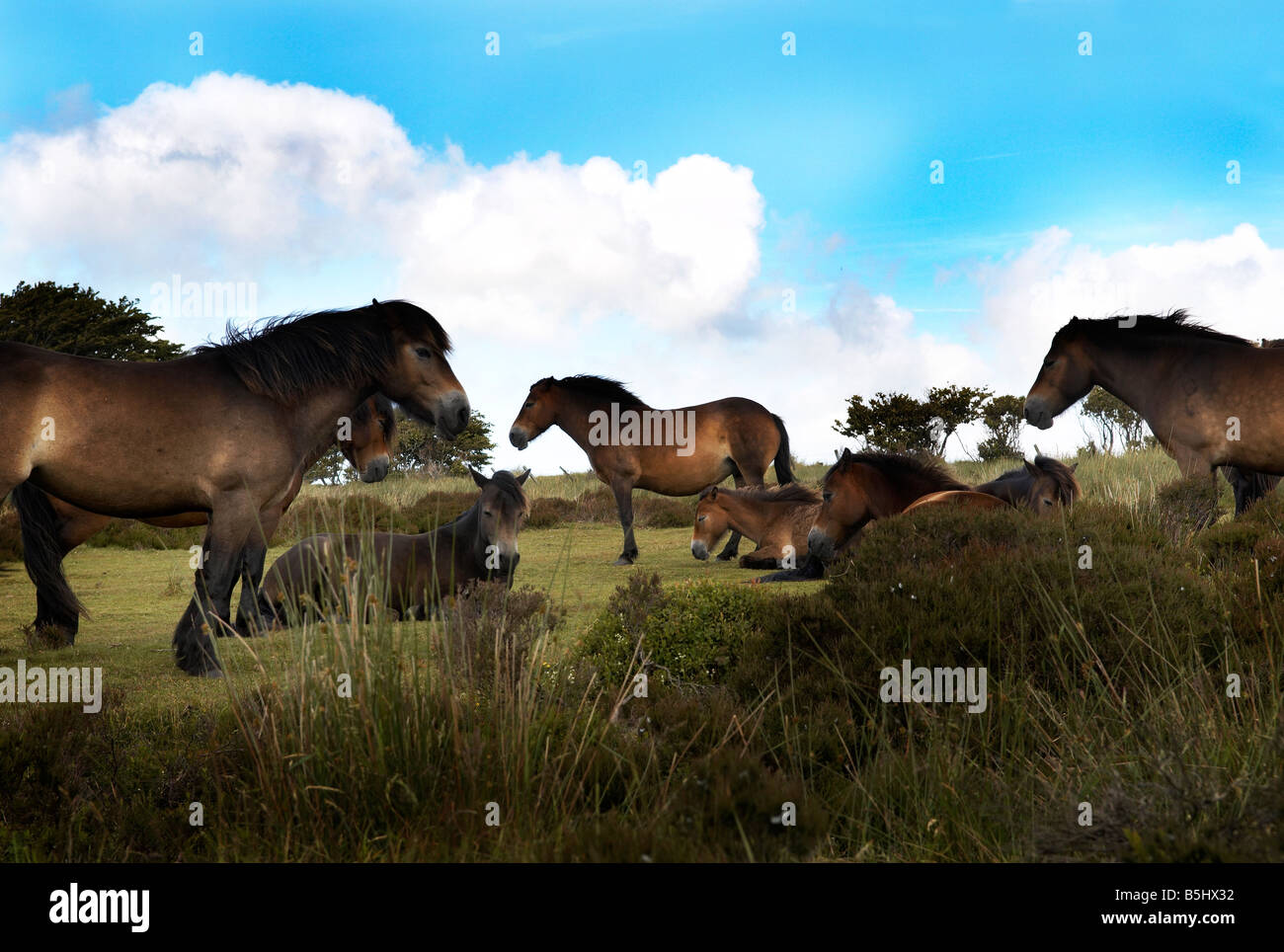 exmoor ponies in family group in contemplative mood at rest and in calm ...