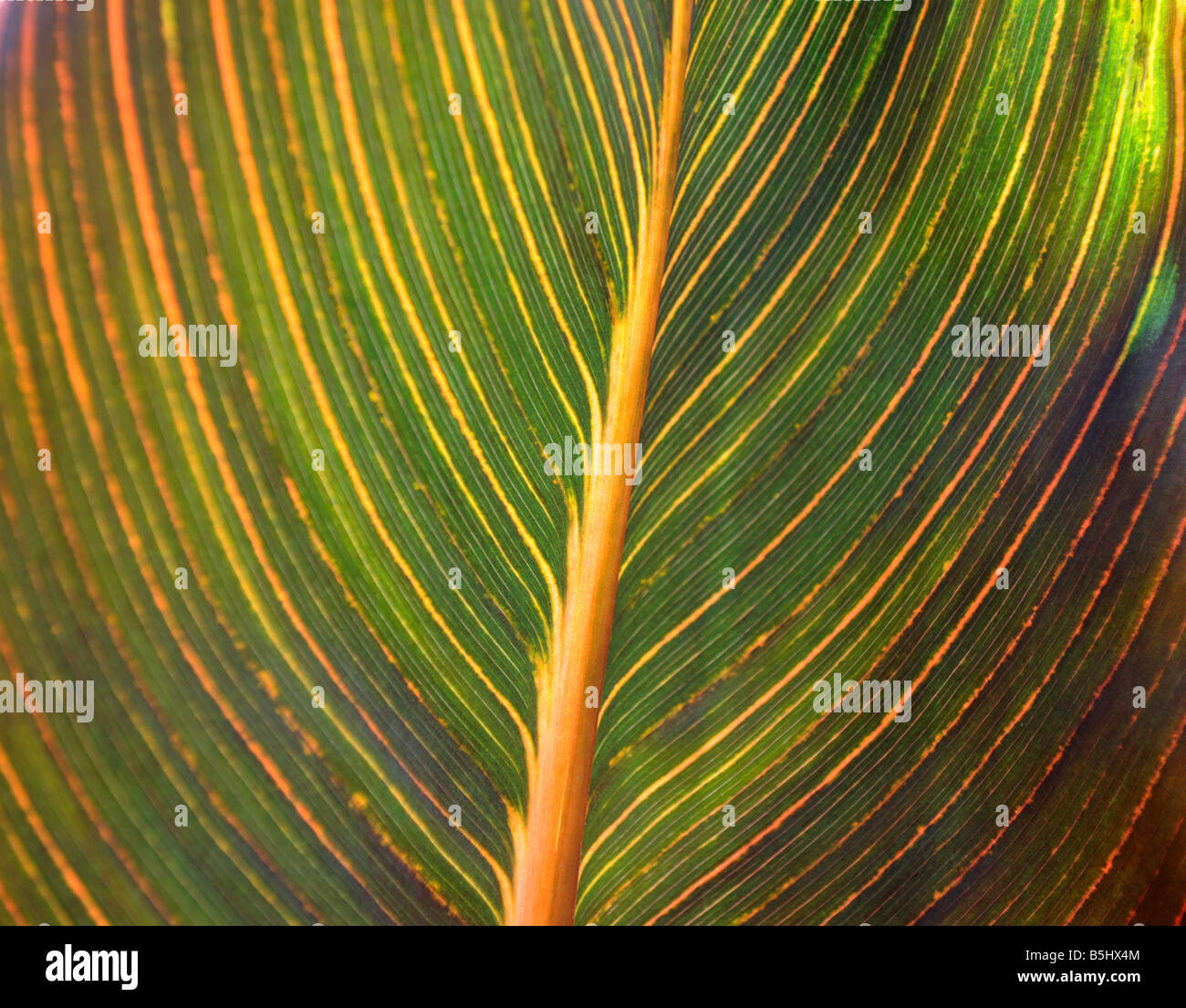 The colourful foliage of a Canna leaf Stock Photo - Alamy