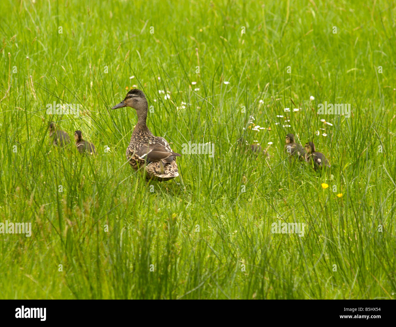 Running away scared hi-res stock photography and images - Alamy