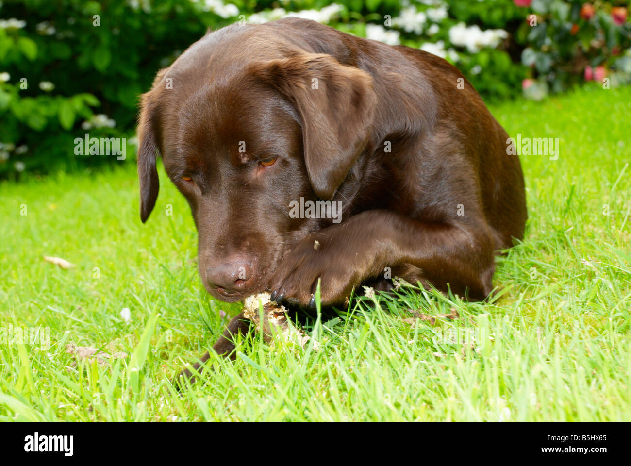 Labrador carrying stick hi-res stock photography and images - Alamy