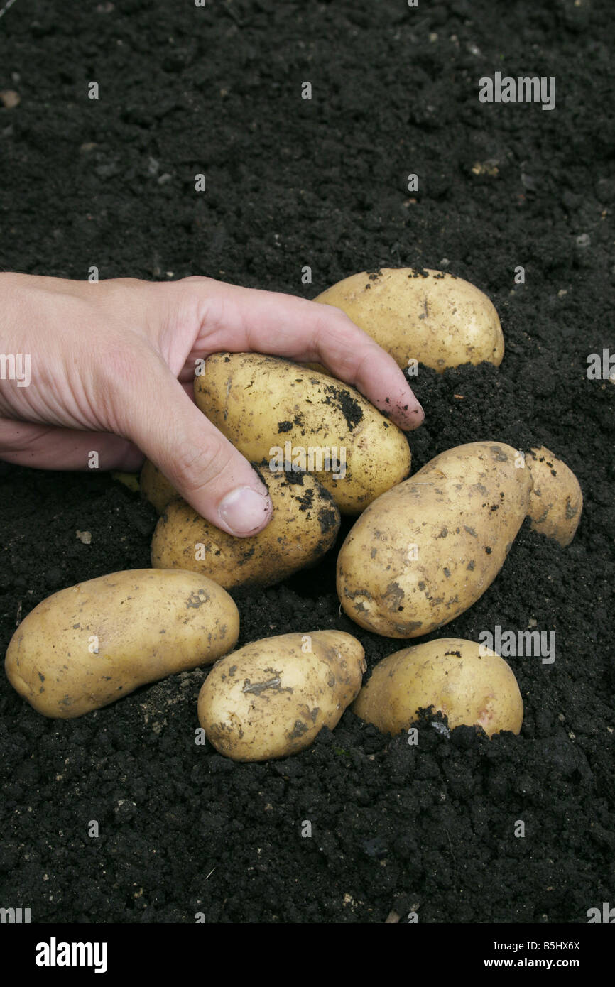 Dug the spud hi-res stock photography and images - Alamy