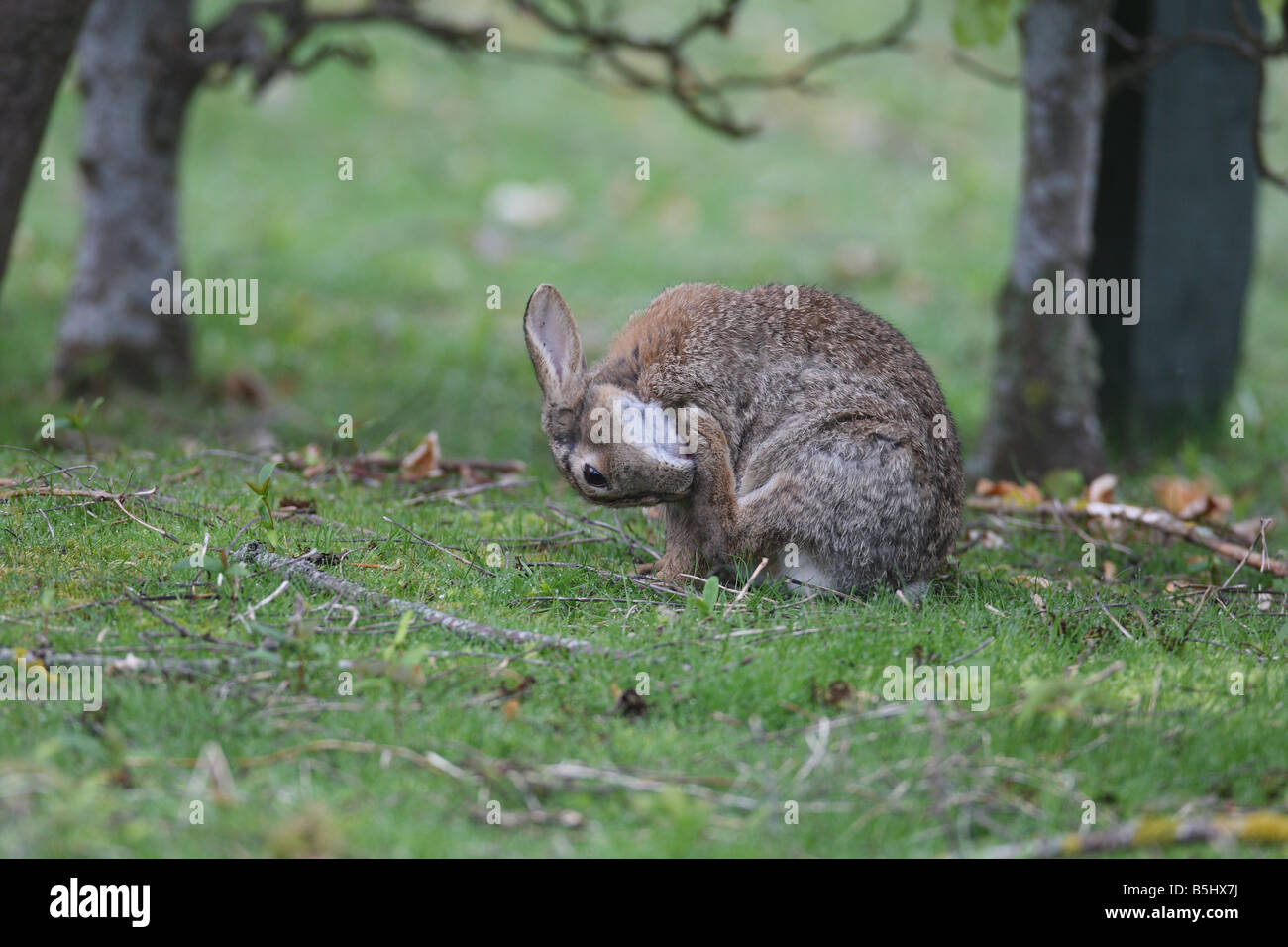Rabbit paw hi-res stock photography and images - Alamy