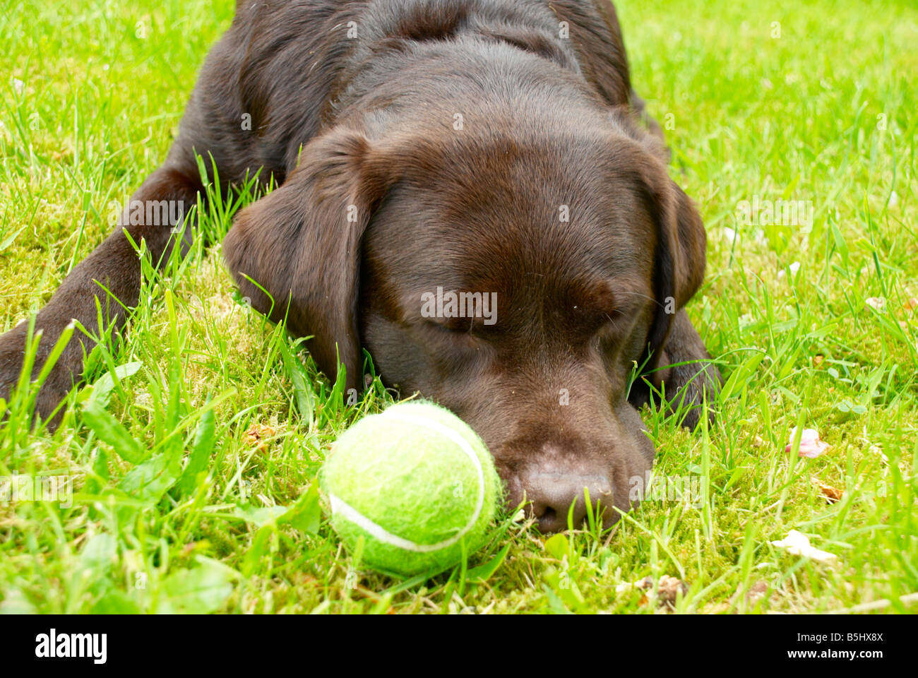 smooth haired chocolate labrador retriever playing with a tennis ball ...