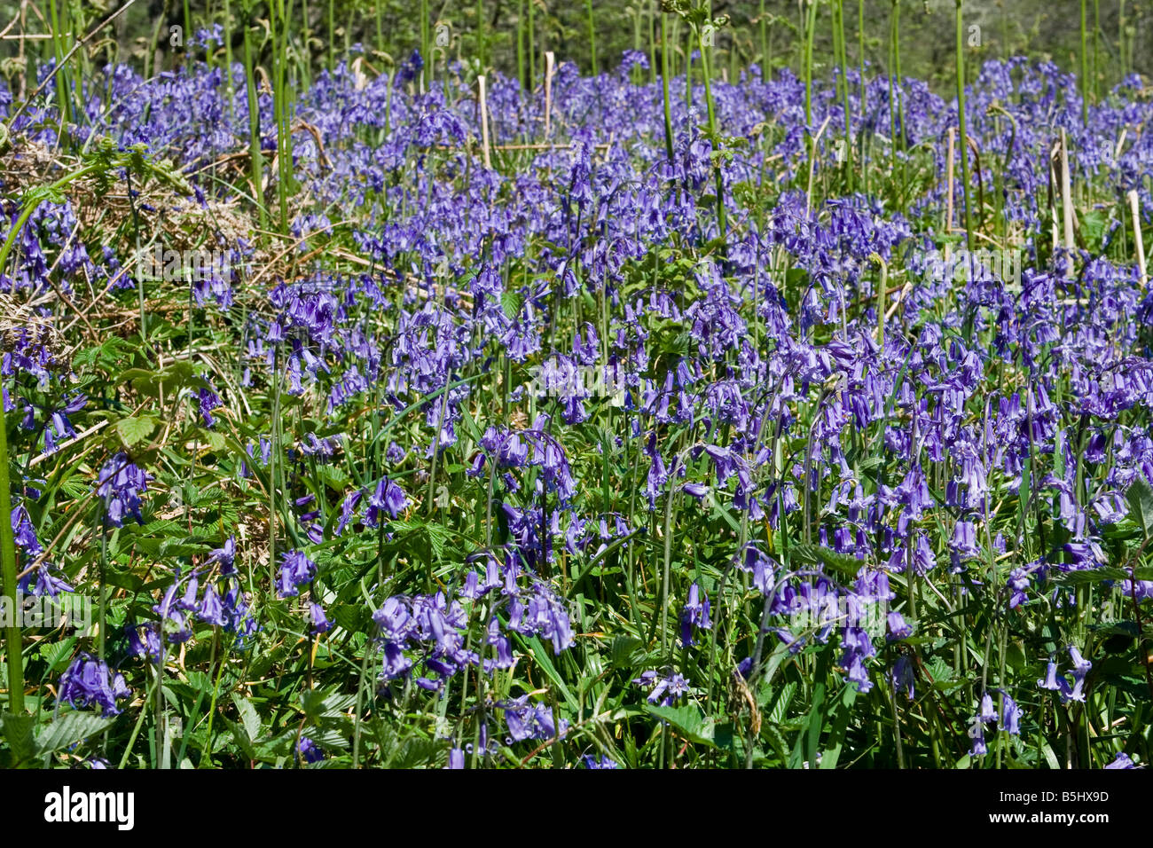 Bluebell like flowers hi-res stock photography and images - Alamy