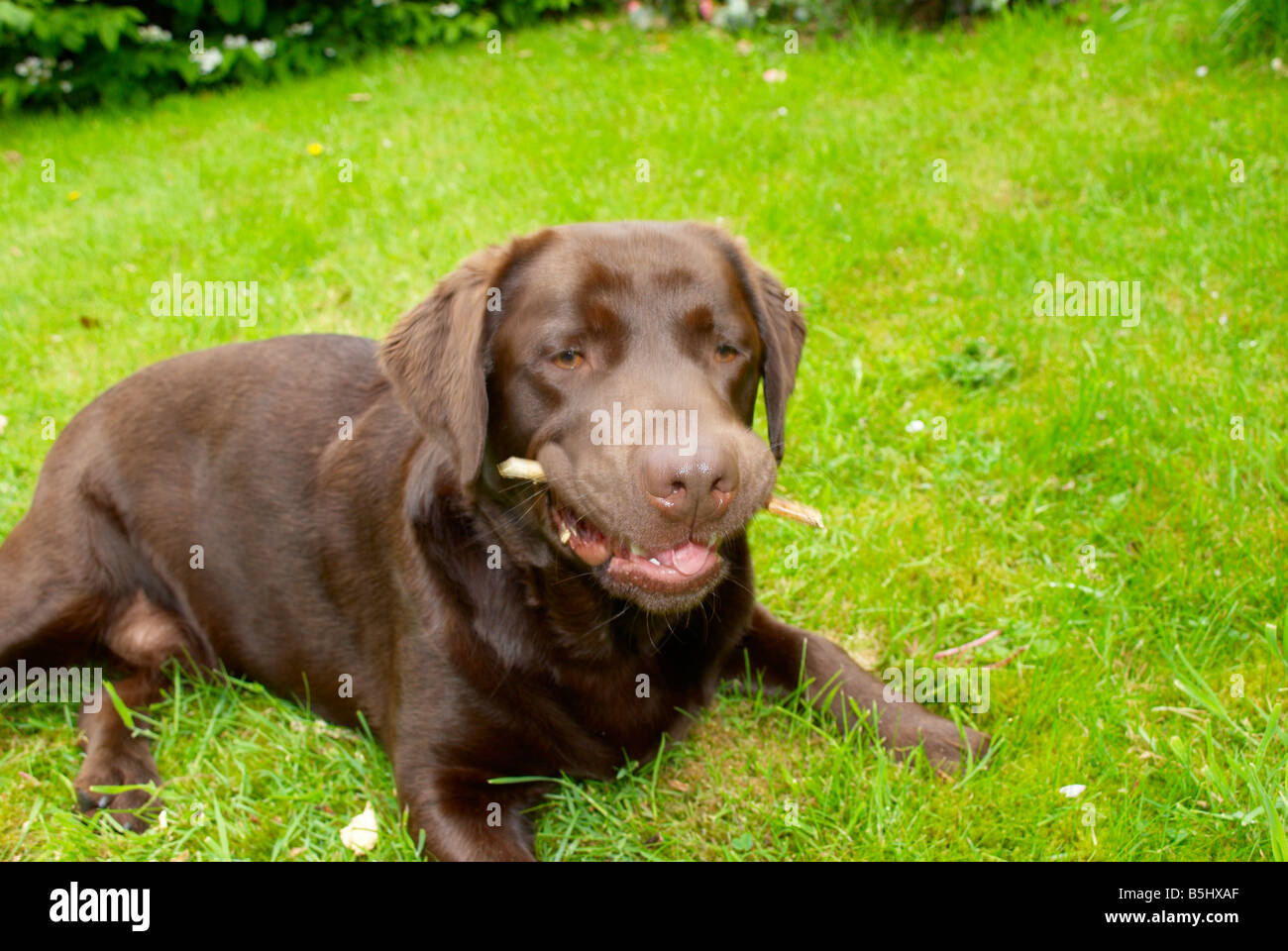 smooth haired chocolate labrador retriever chewing a stick in the park ...
