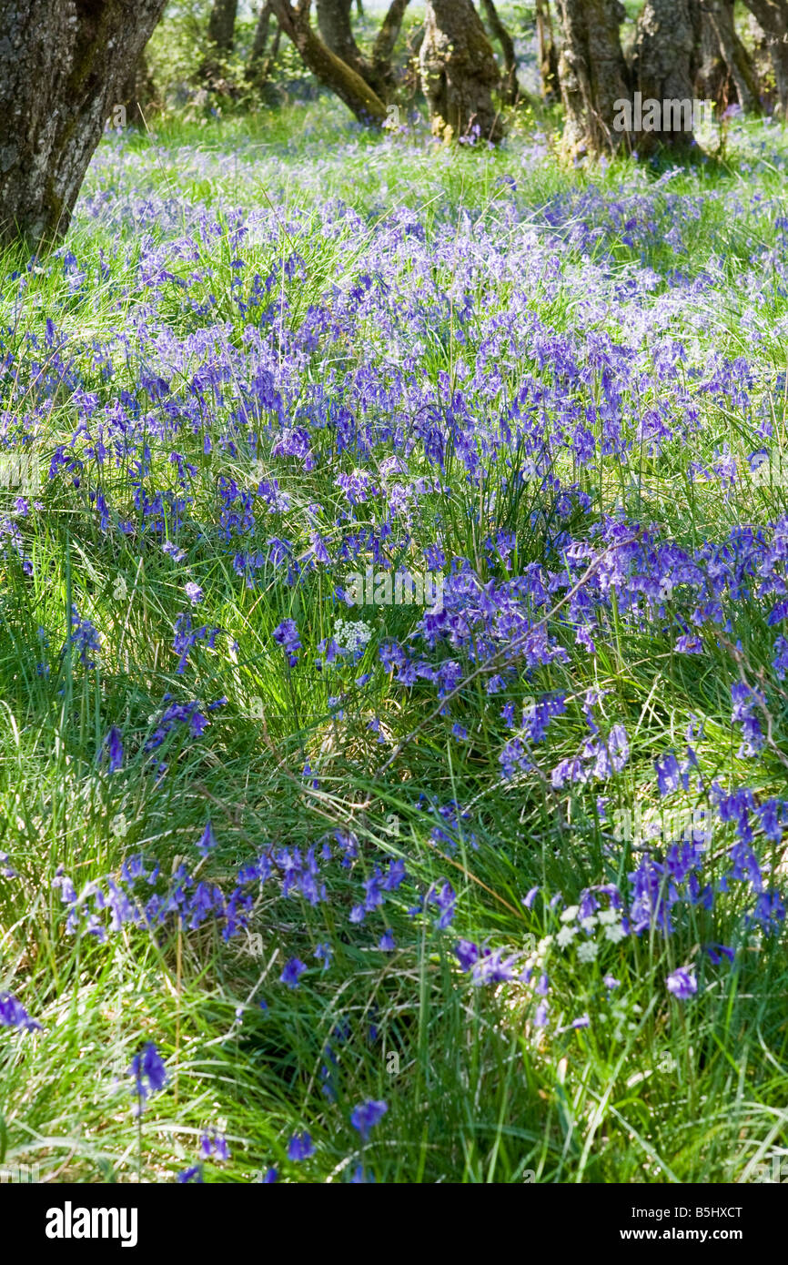 Woodland and Bluebell meadow Stock Photo - Alamy