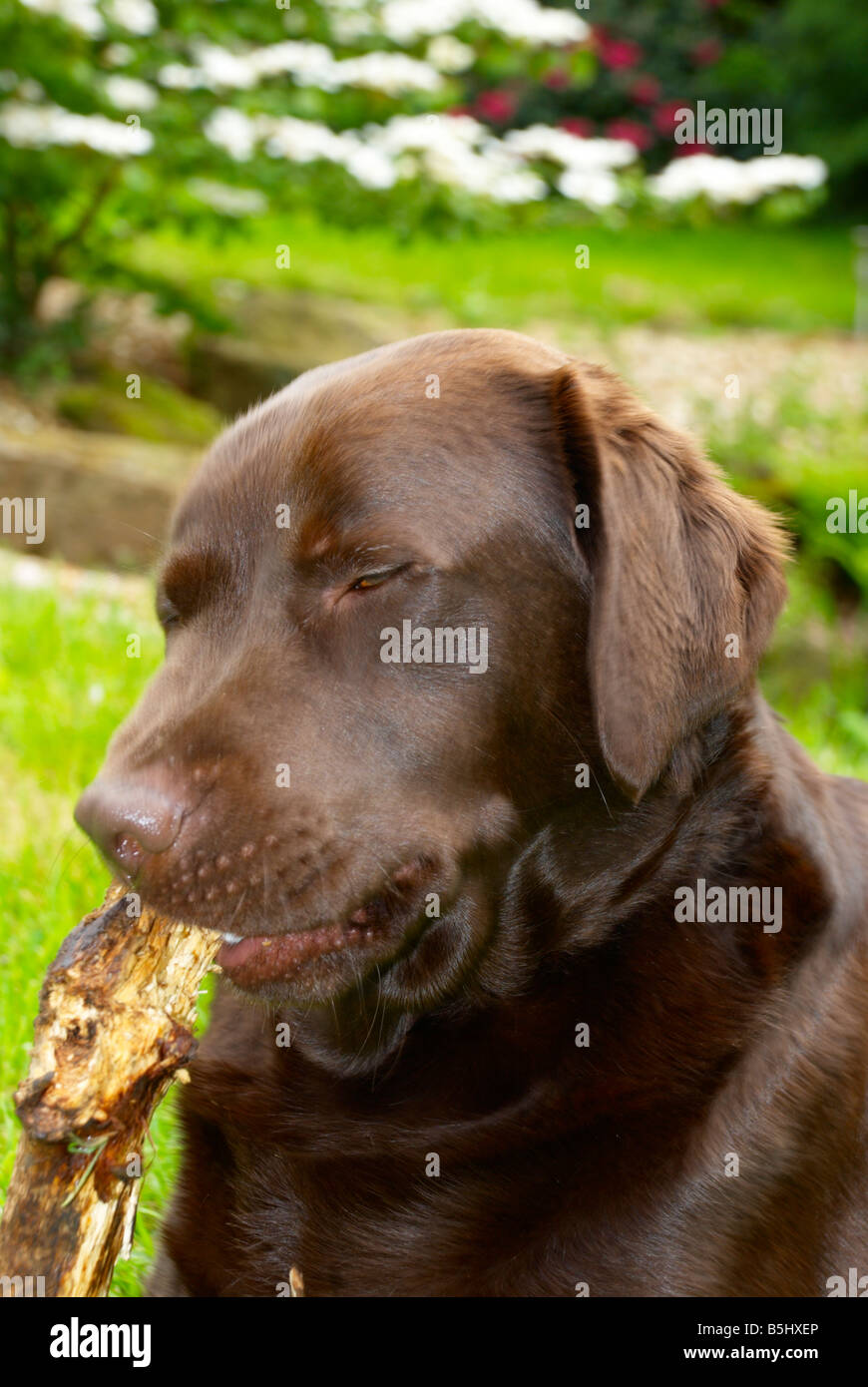 smooth haired chocolate labrador retriever chewing a stick in the park ...