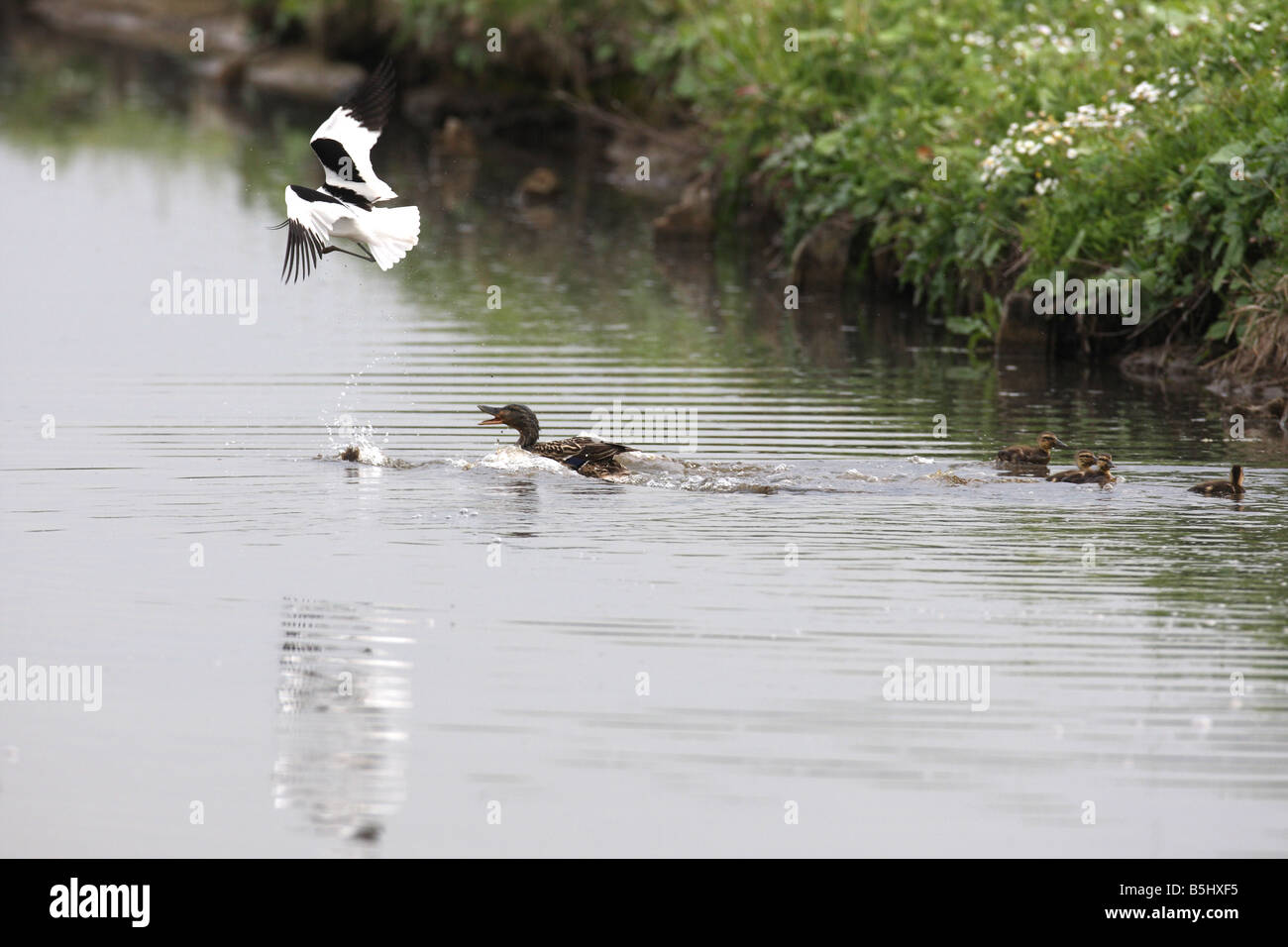 Duck protecting ducklings hi-res stock photography and images - Alamy
