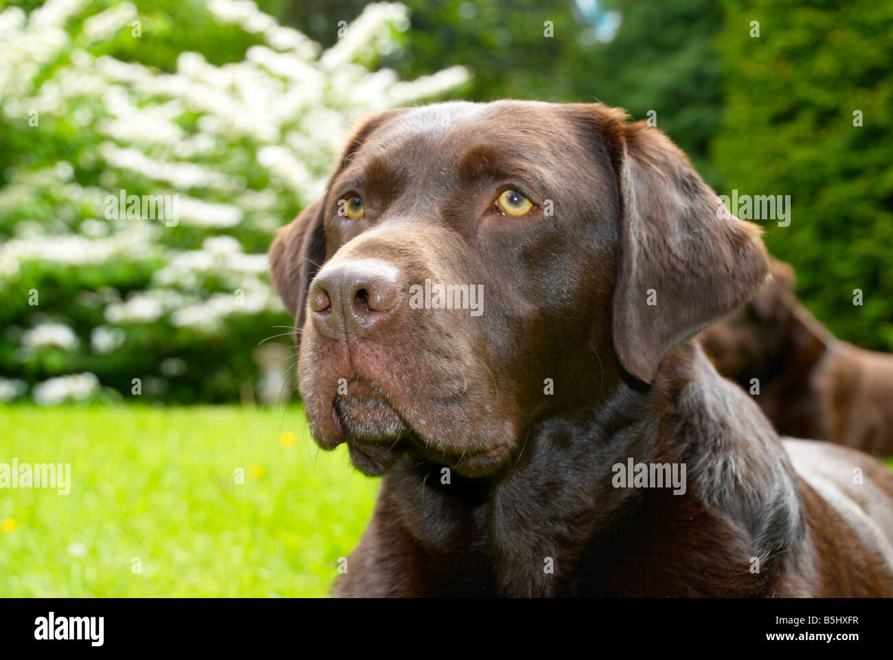 Labrador retrievers, flowers hi-res stock photography and images - Alamy