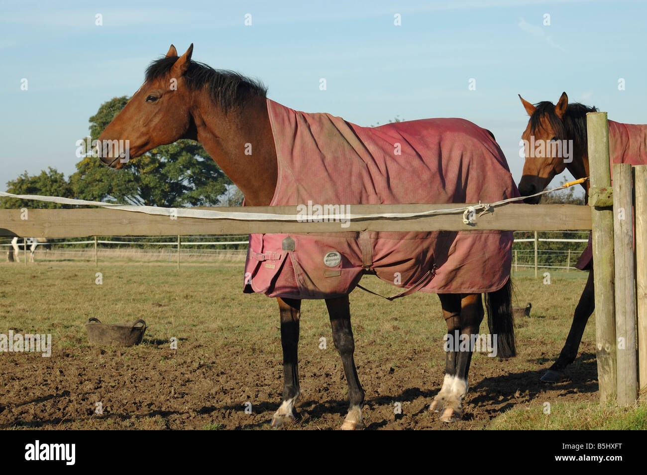 Horse at paddock gate Stock Photo - Alamy