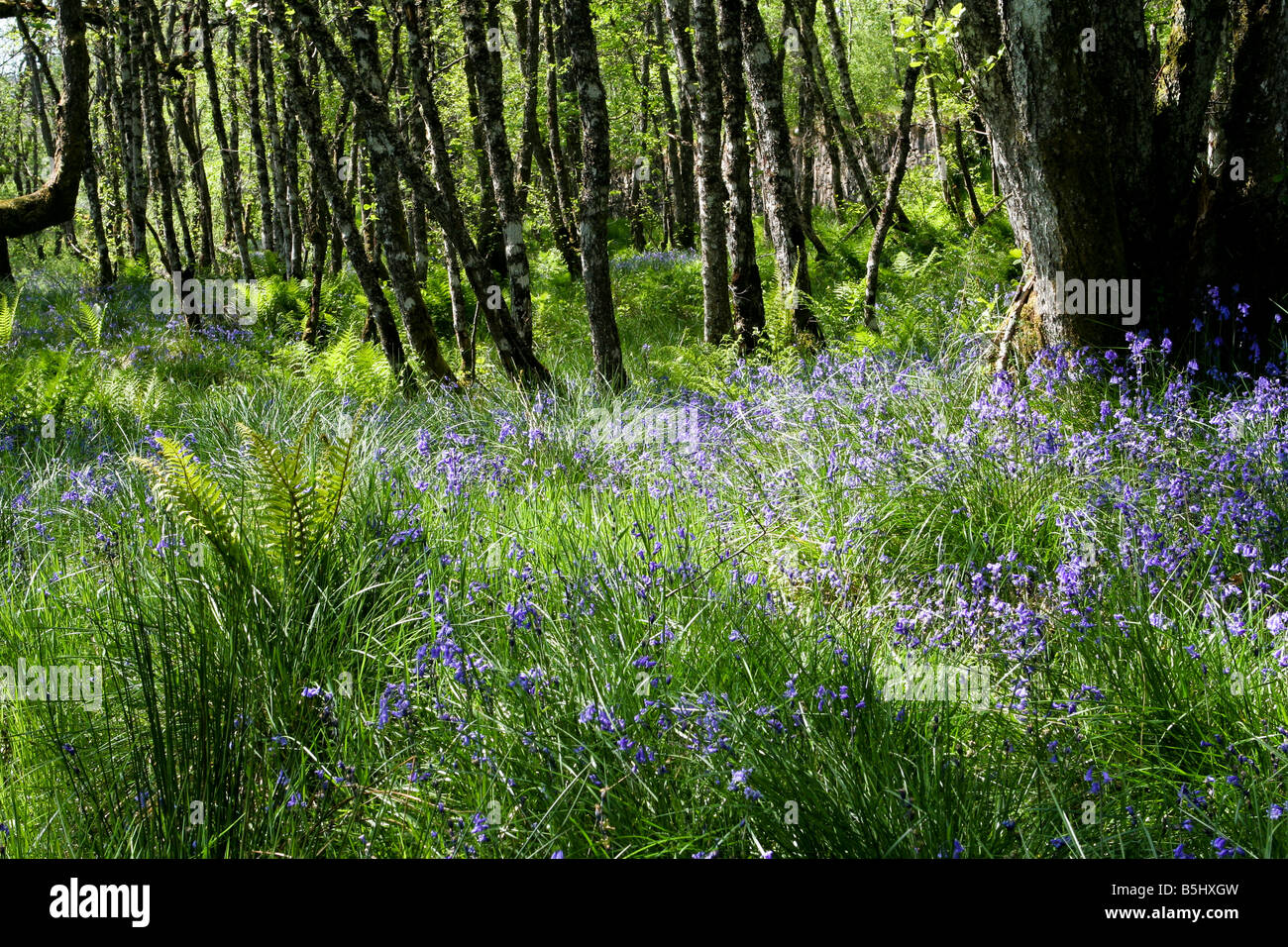 Woodland and Bluebell meadow Stock Photo - Alamy