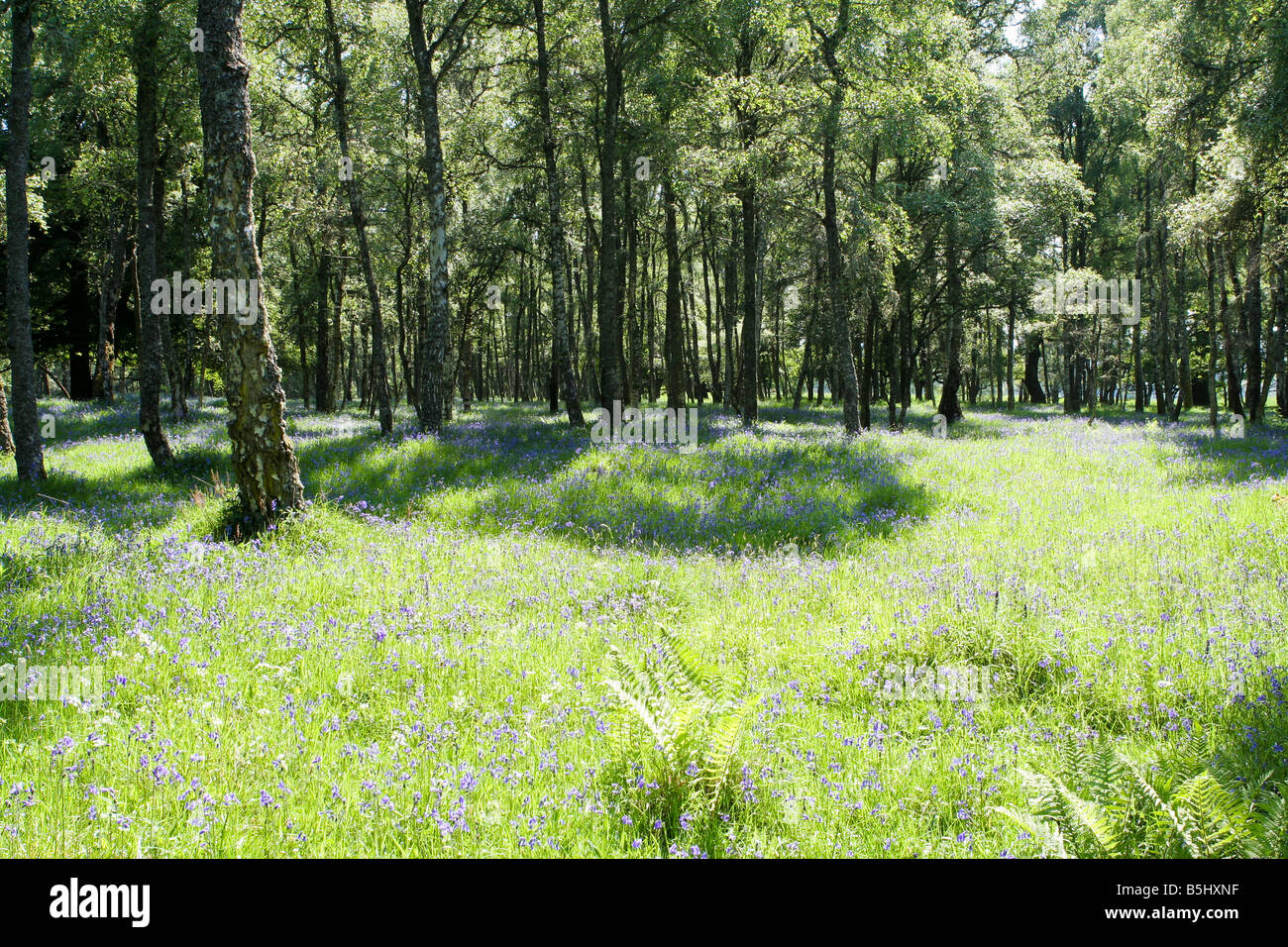 Woodland and Bluebell meadow Stock Photo - Alamy