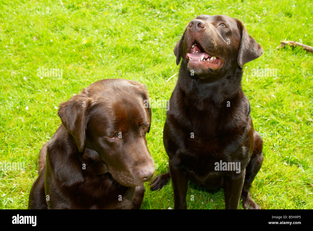 smooth haired chocolate labrador retrievers sat in the garden / park ...
