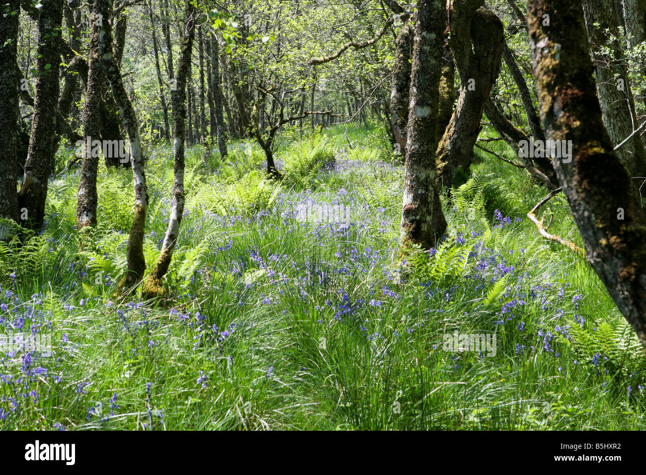 Bluebell like flowers hi-res stock photography and images - Alamy