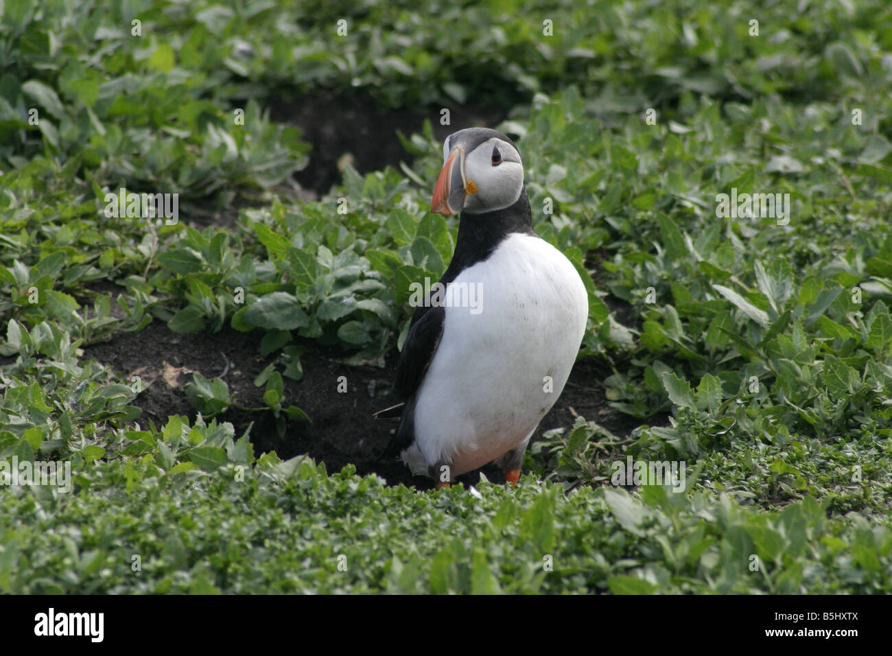 Atlantic Puffin, Fratercula arctica, outside its burrow nest Stock ...
