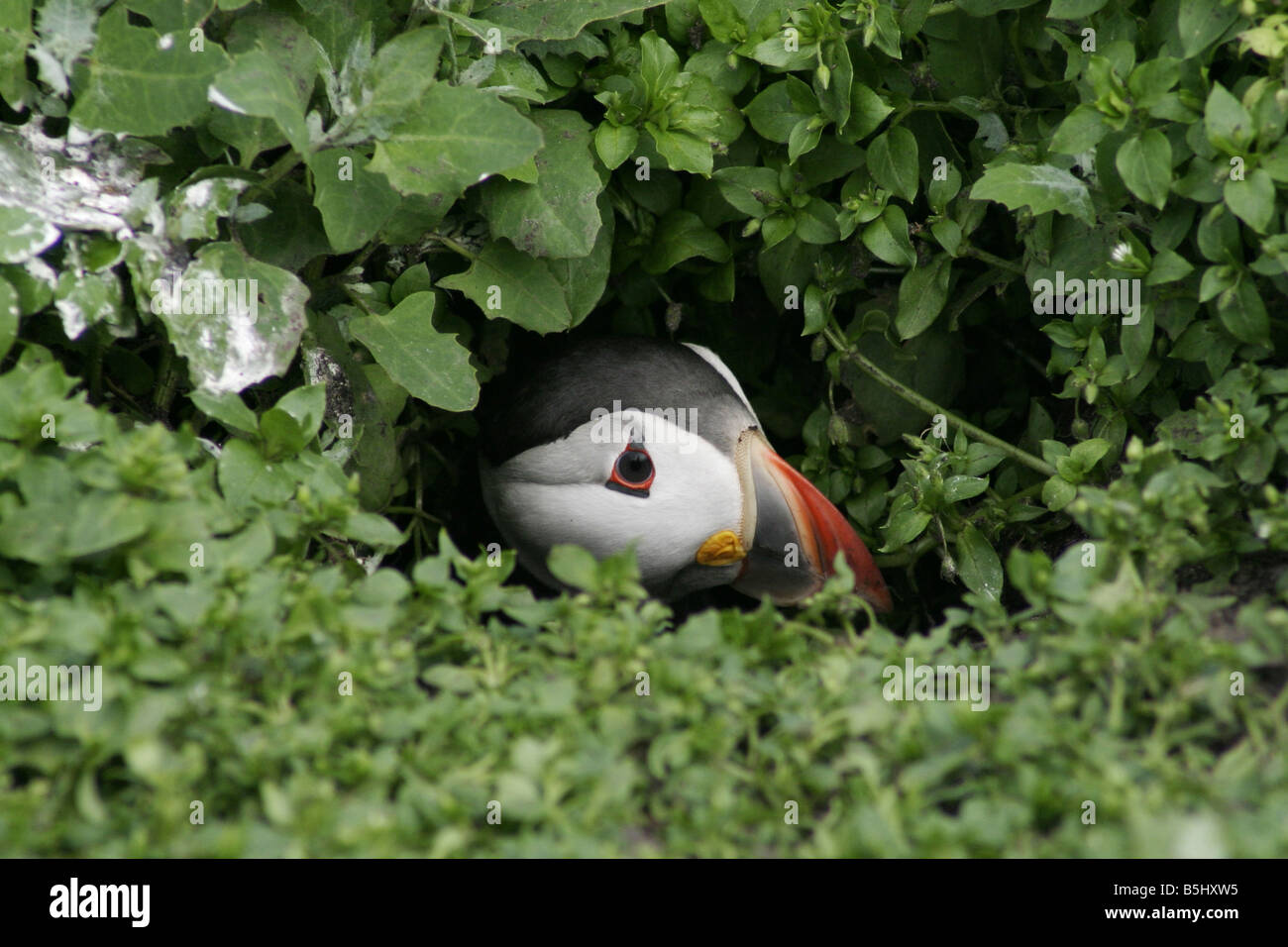 Atlantic Puffin, Fratercula arctica, looks out of its burrow nest Stock ...