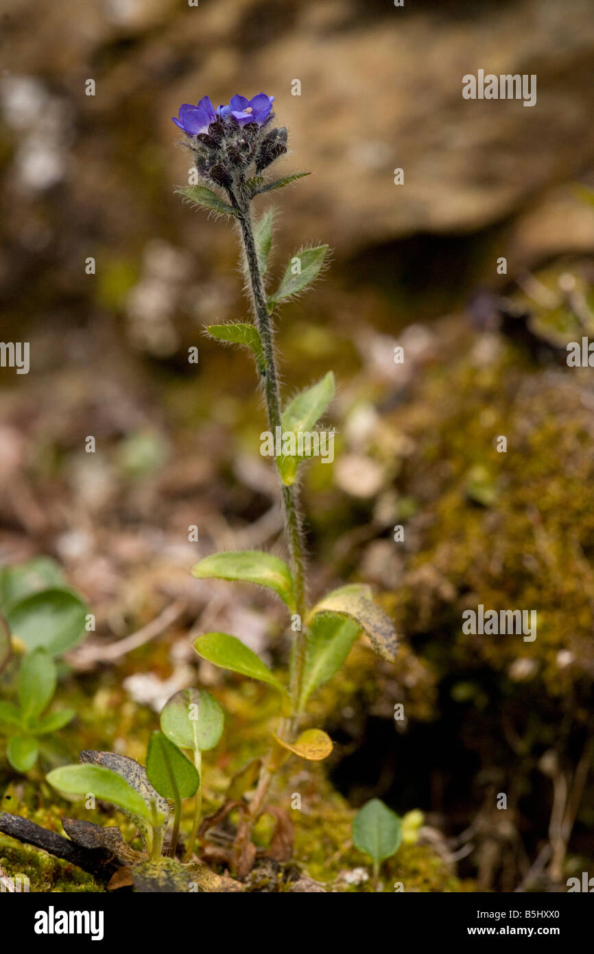 Alpine speedwell hi-res stock photography and images - Alamy