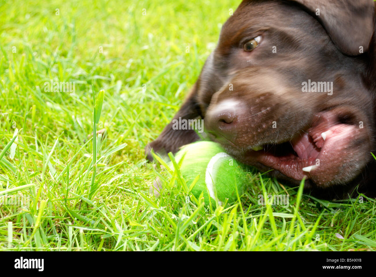smooth haired chocolate labrador retriever Stock Photo - Alamy