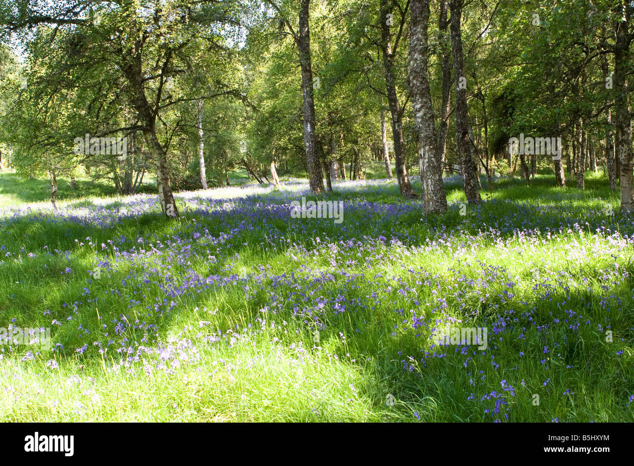 Woodland and Bluebell meadow Stock Photo - Alamy